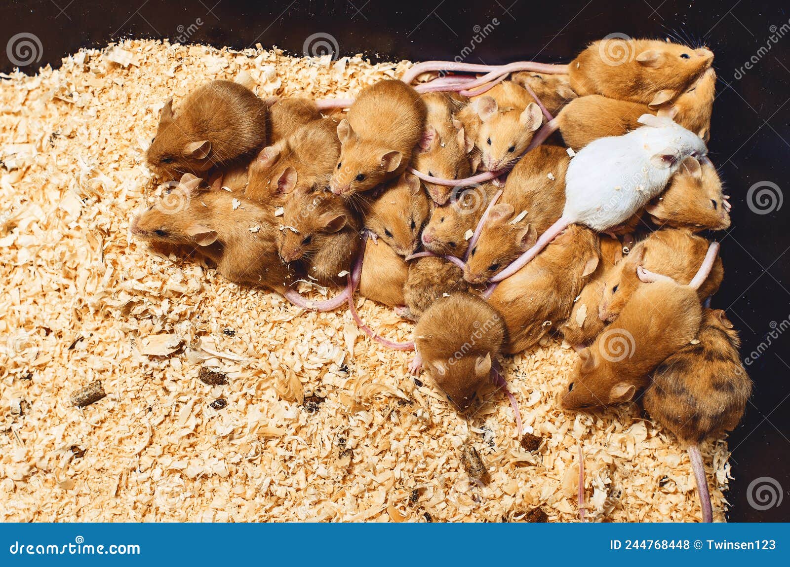 Mice on Sawdust in a Cage. Lots of Beige Little Mice. Breeding Mice ...