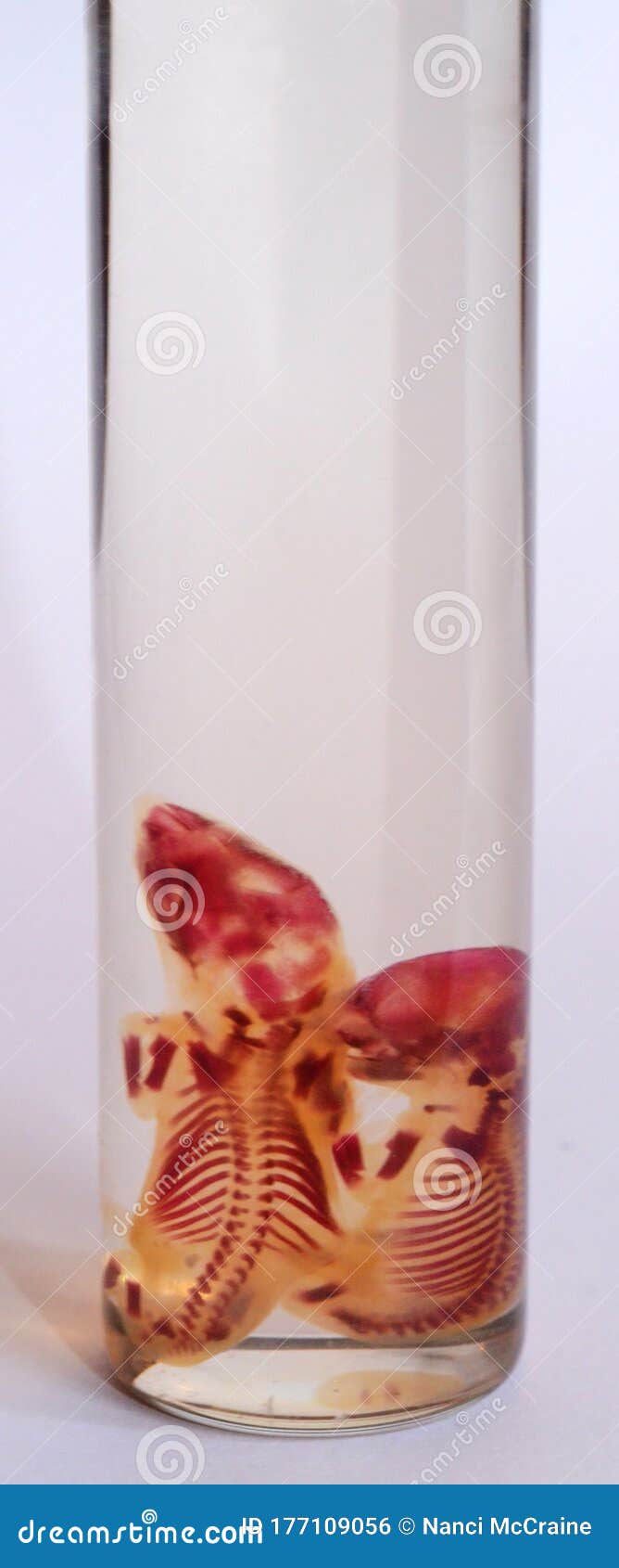 Mice Embryos Showing Skeleton Development Stock Photo - Image of ...