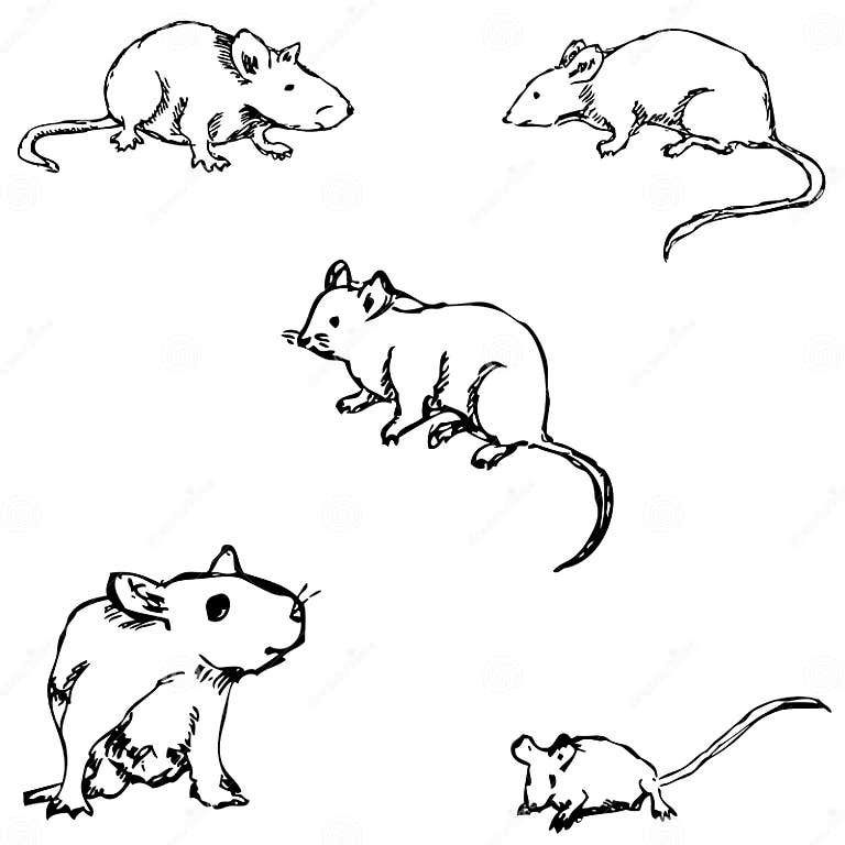 Mice. a sketch by hand stock vector. Illustration of infographic - 82844326