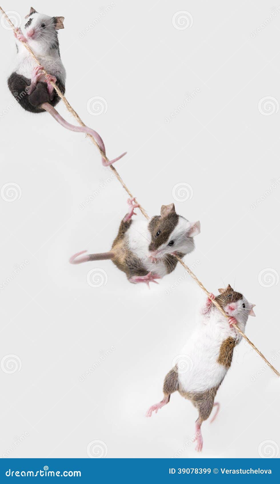 Mice stock image. Image of climbing, cute, pest, head - 39078399