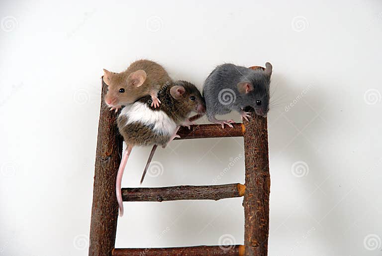 Mice on toy staircase stock photo. Image of climbing, nature - 5549926