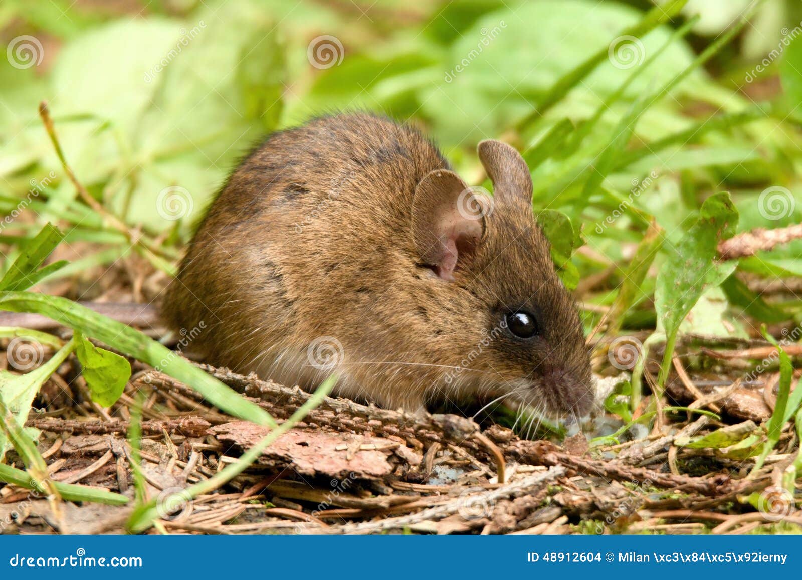 Mice stock photo. Image of rodents, pest, wild, smal - 48912604