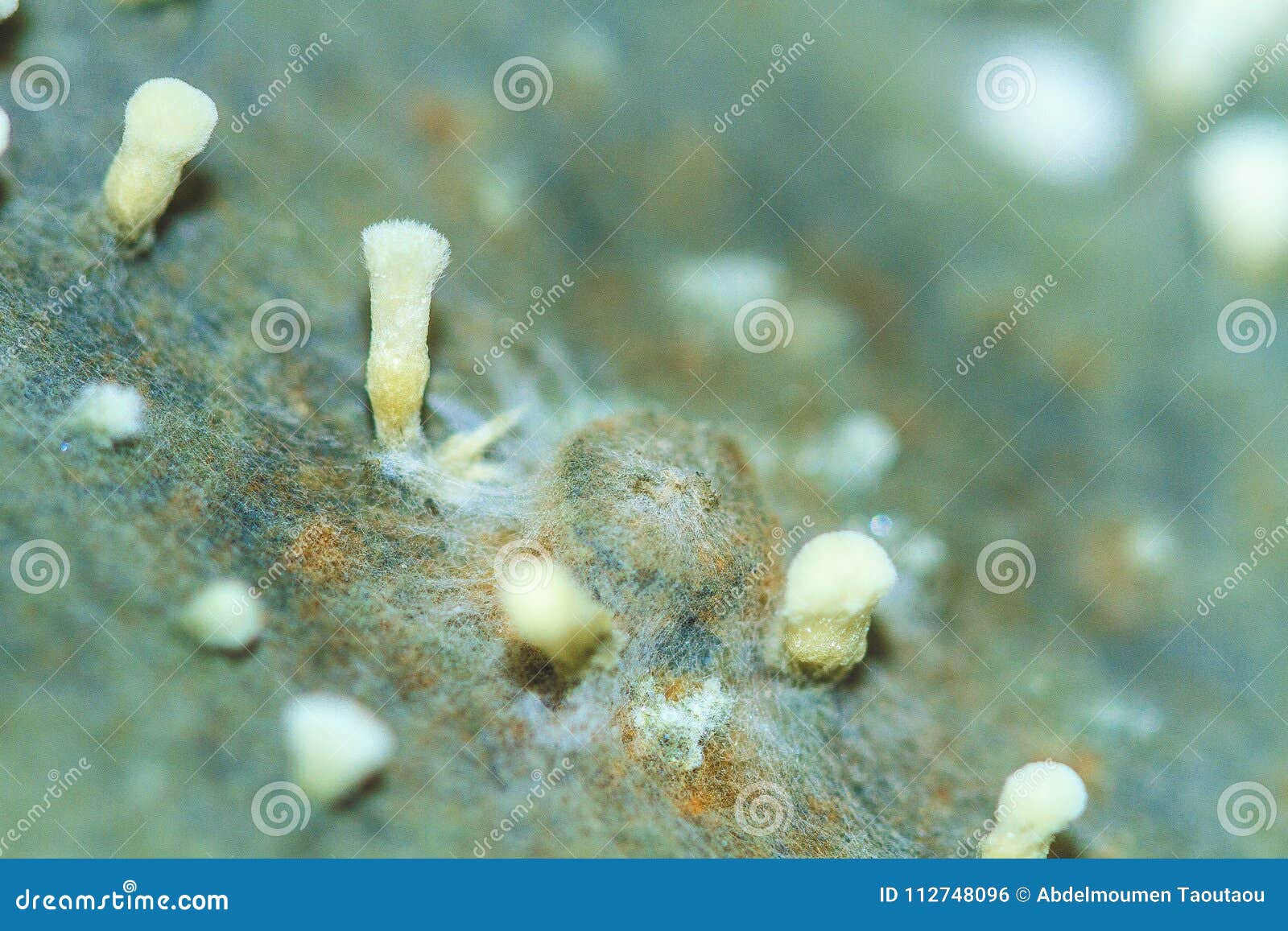 Micelio foto de archivo. Imagen de médico, medicina - 112748096