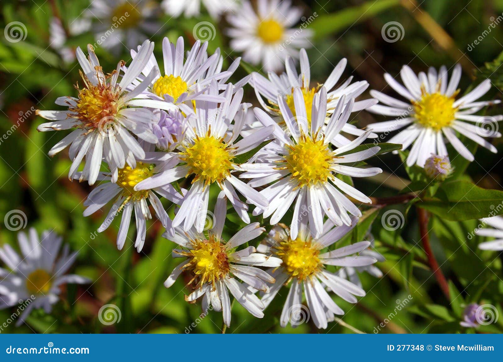 Michaelmas Daisy 01 stock photo. Image of botany, botanical - 277348