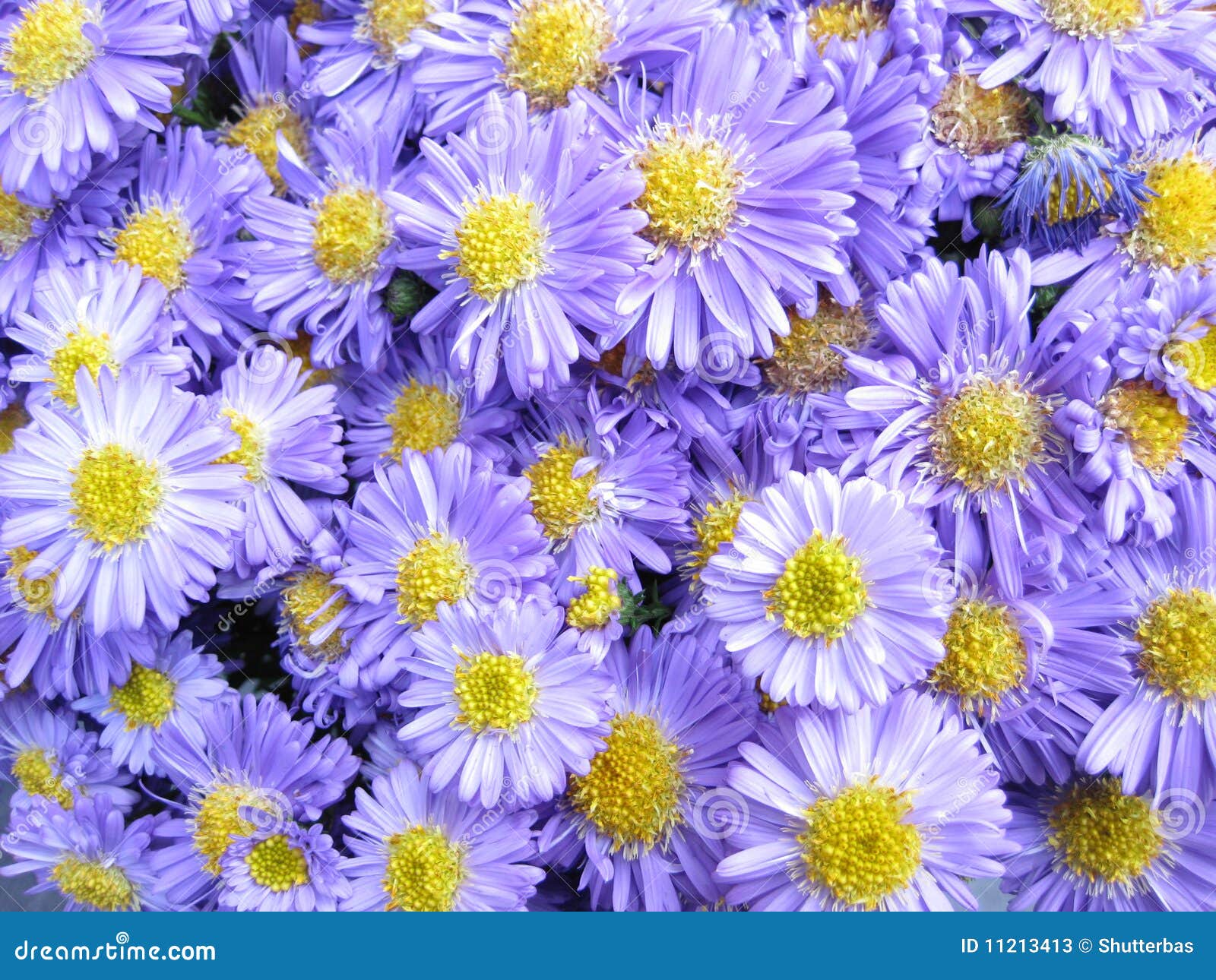 Michaelmas daisy stock image. Image of decorative, dutch - 11213413