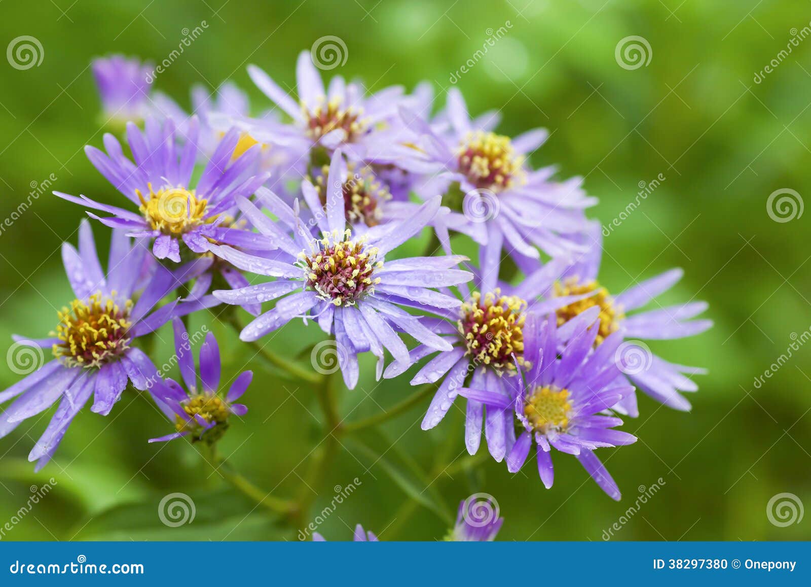 Michaelmas daisy stock photo. Image of flora, summertime - 38297380