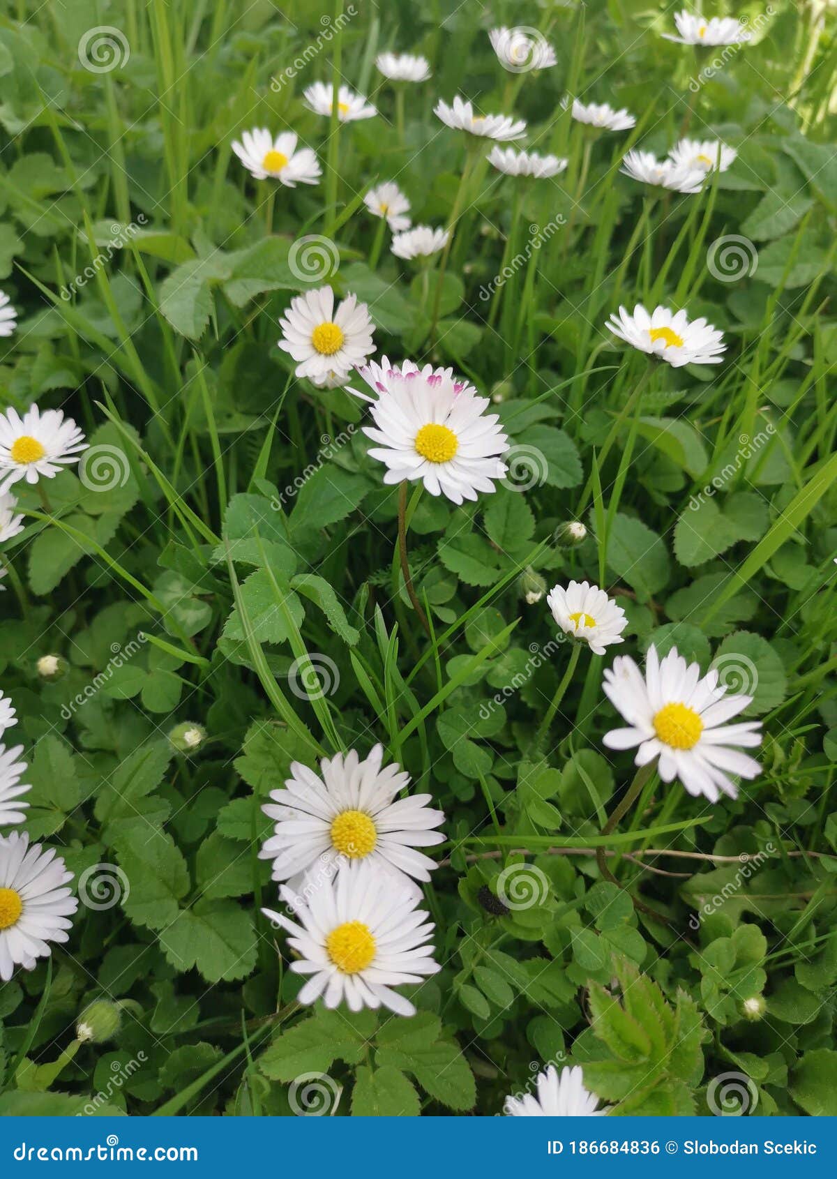 Michaelmas Daisy after Long Winter Stock Photo - Image of yellow, long ...