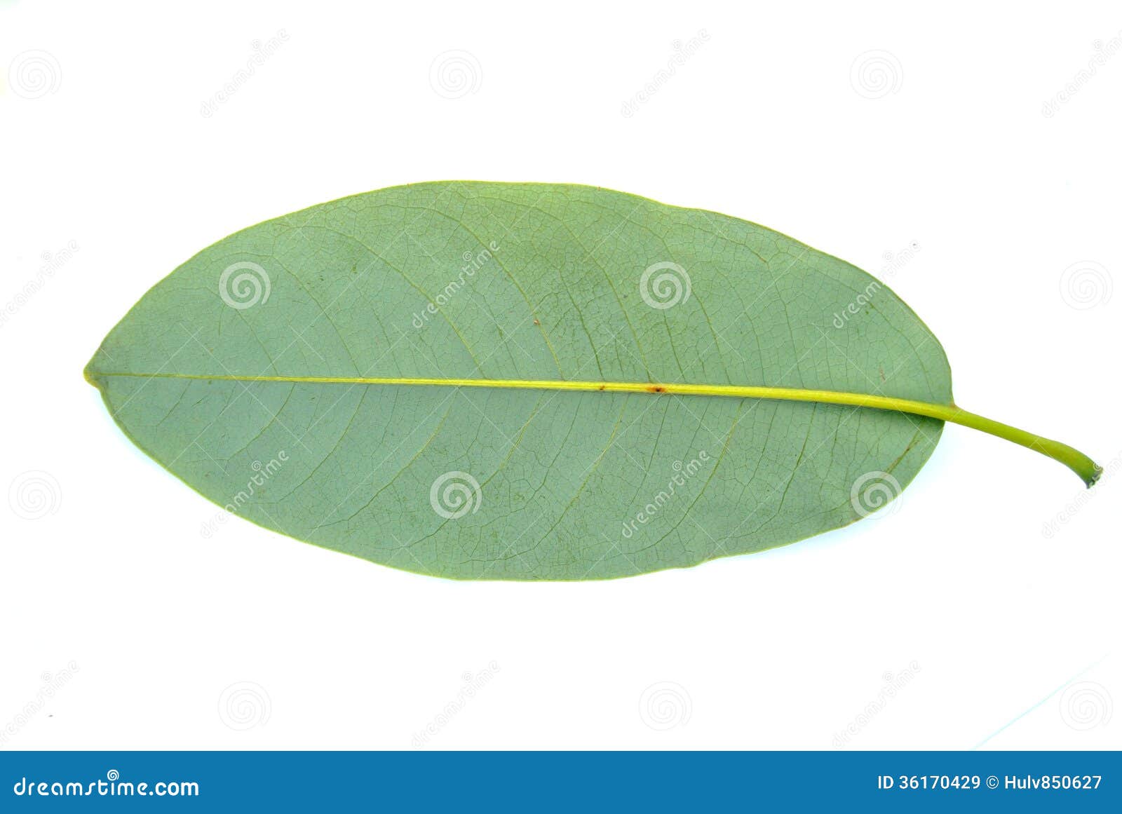 Michelia alba leaf in back stock image. Image of delicate - 36170429