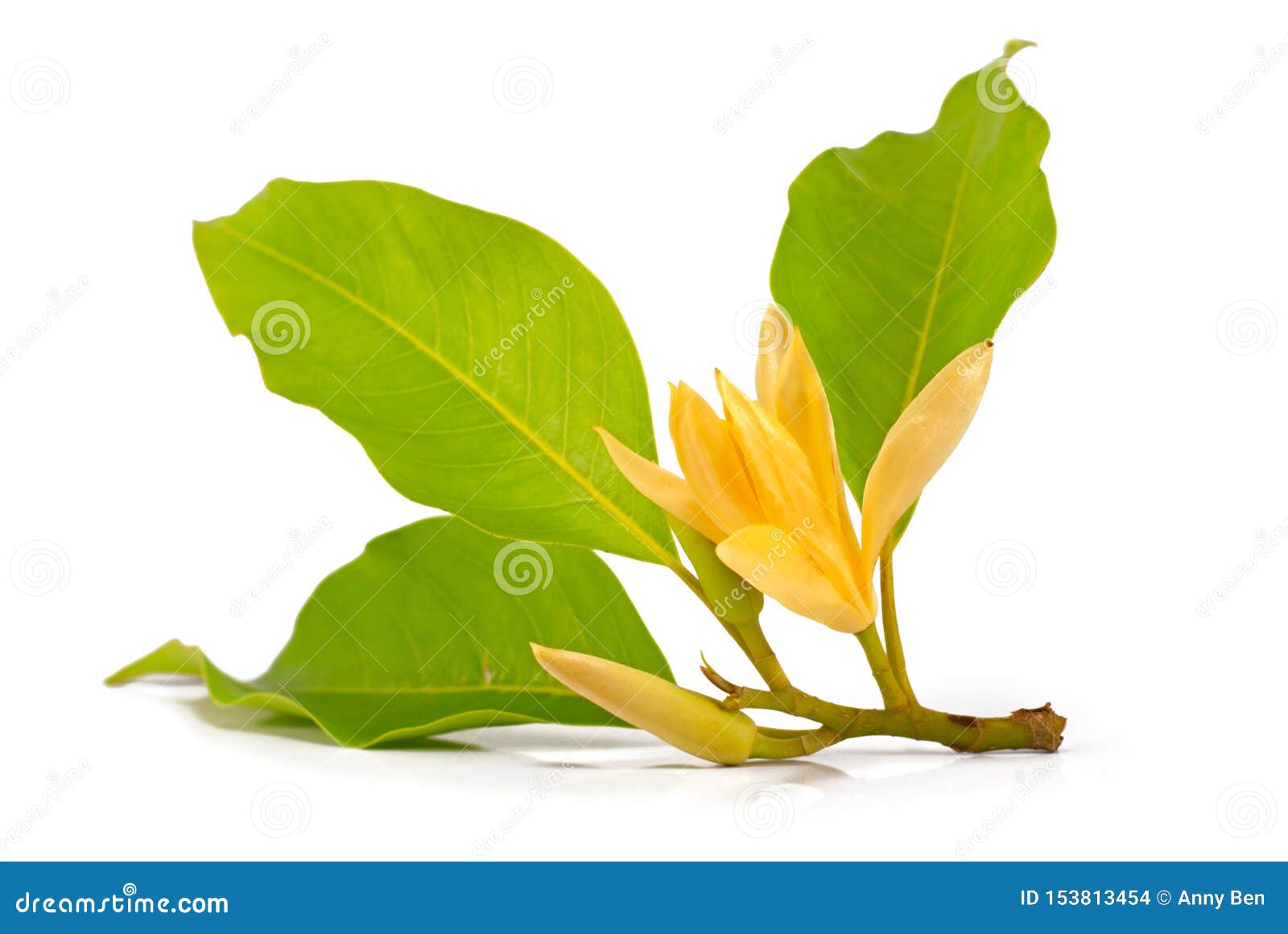 Michelia Champaca Flower on White Background Stock Photo - Image of ...