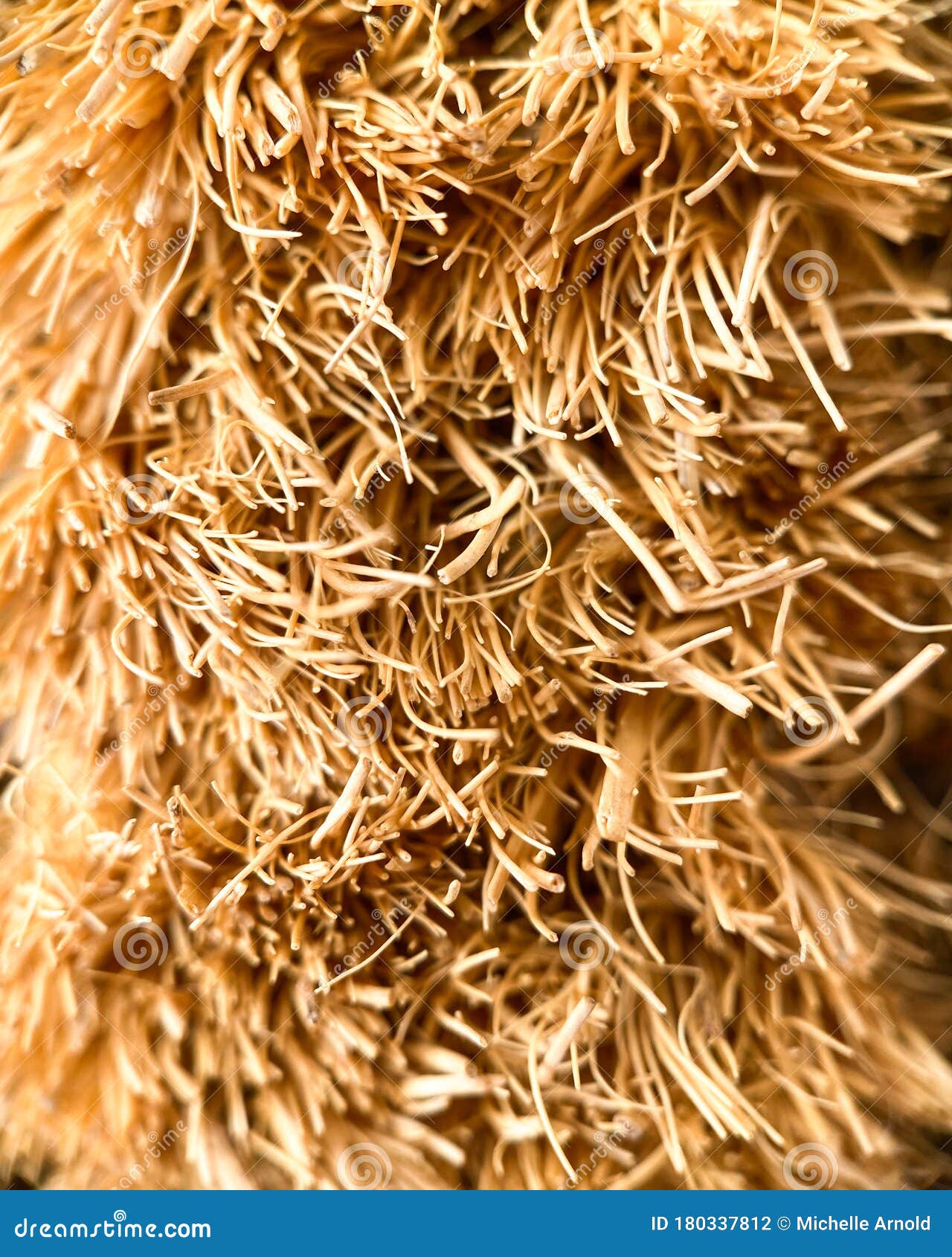Close Up View of Golden Straw Stock Photo - Image of yellow, full ...