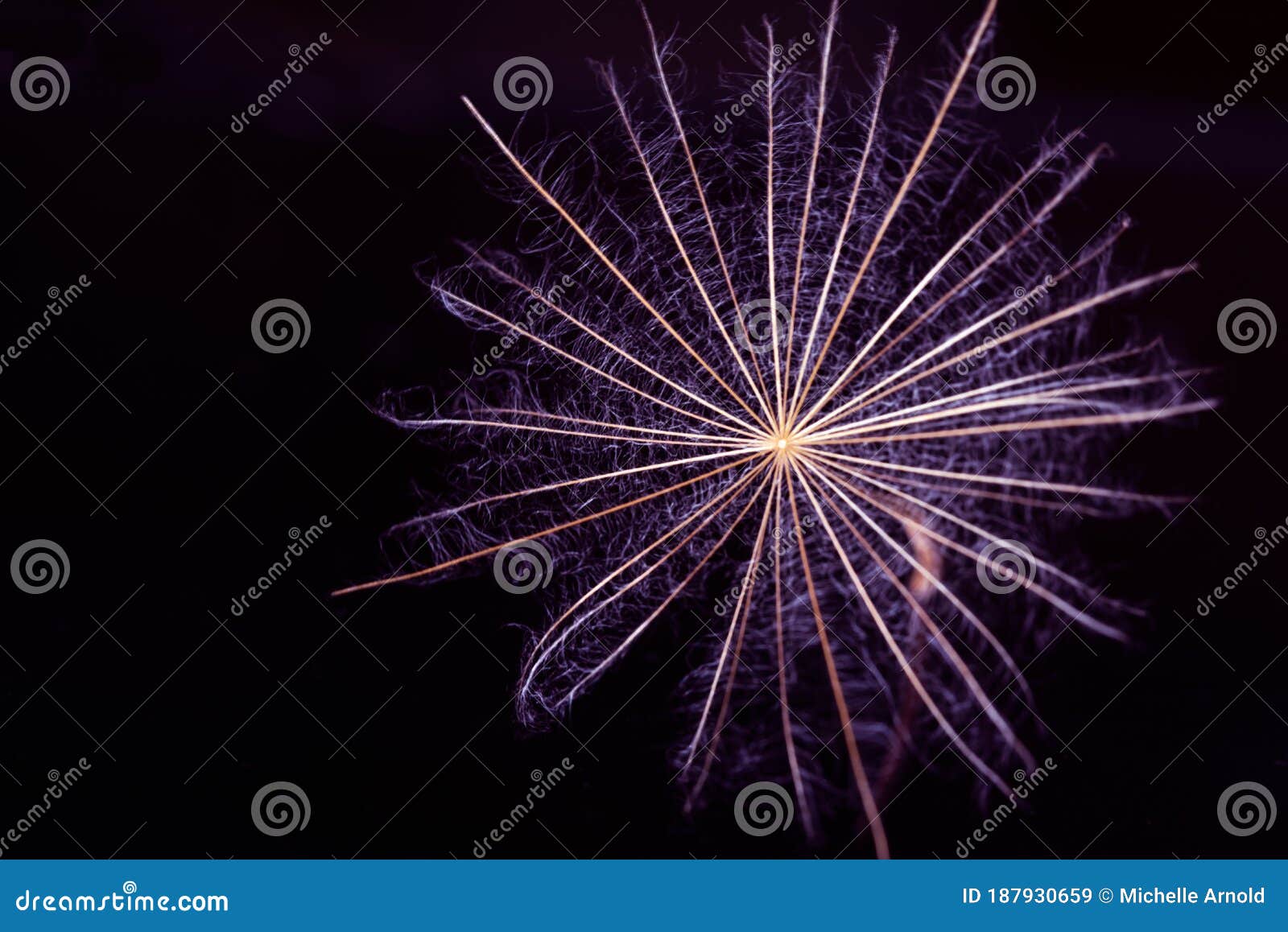 Nature Art - Dandelion Seed Pappus Stock Image - Image of intricate ...