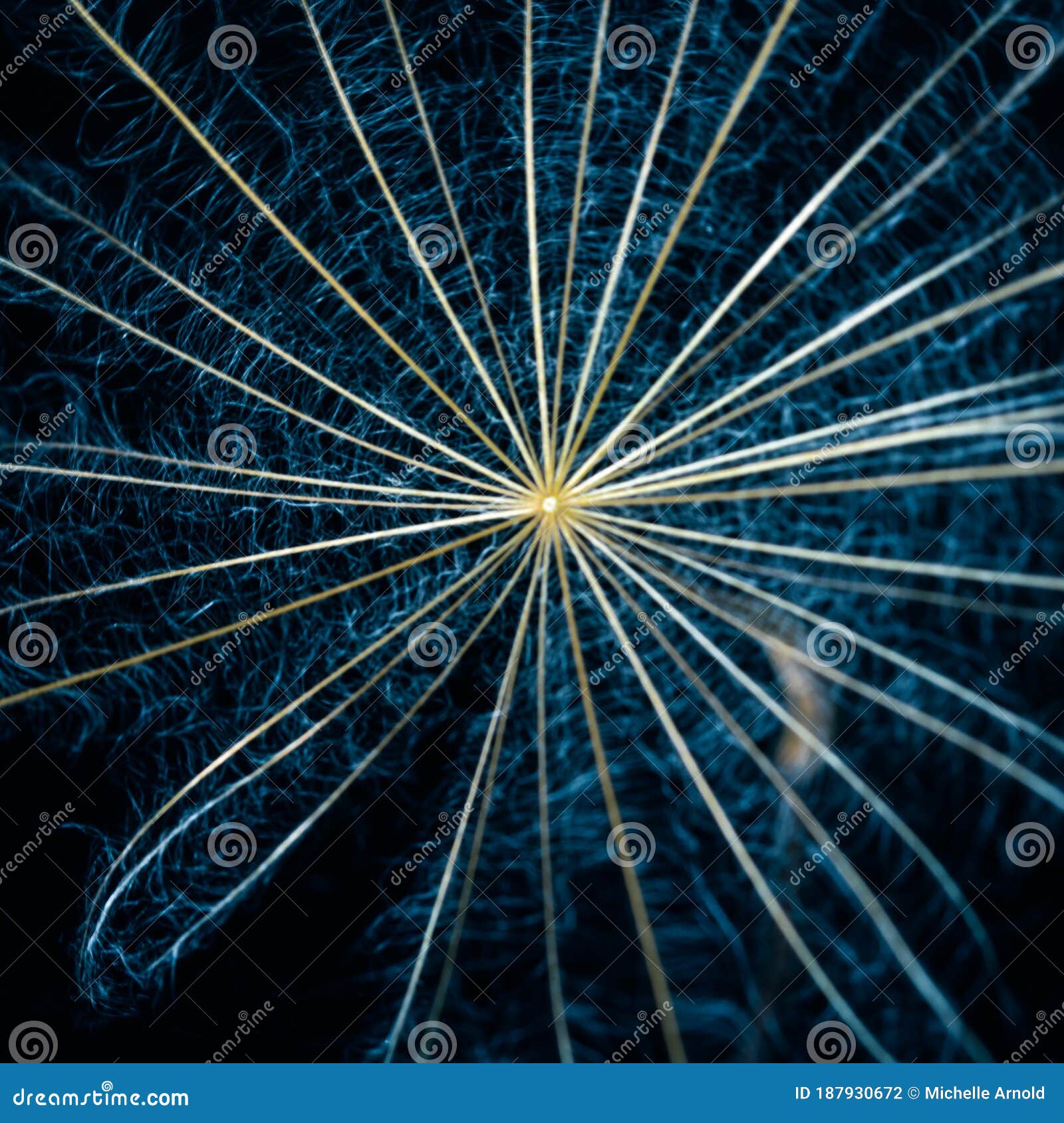 Nature Art - Dandelion Seed Pappus Stock Photo - Image of seeds, flower ...