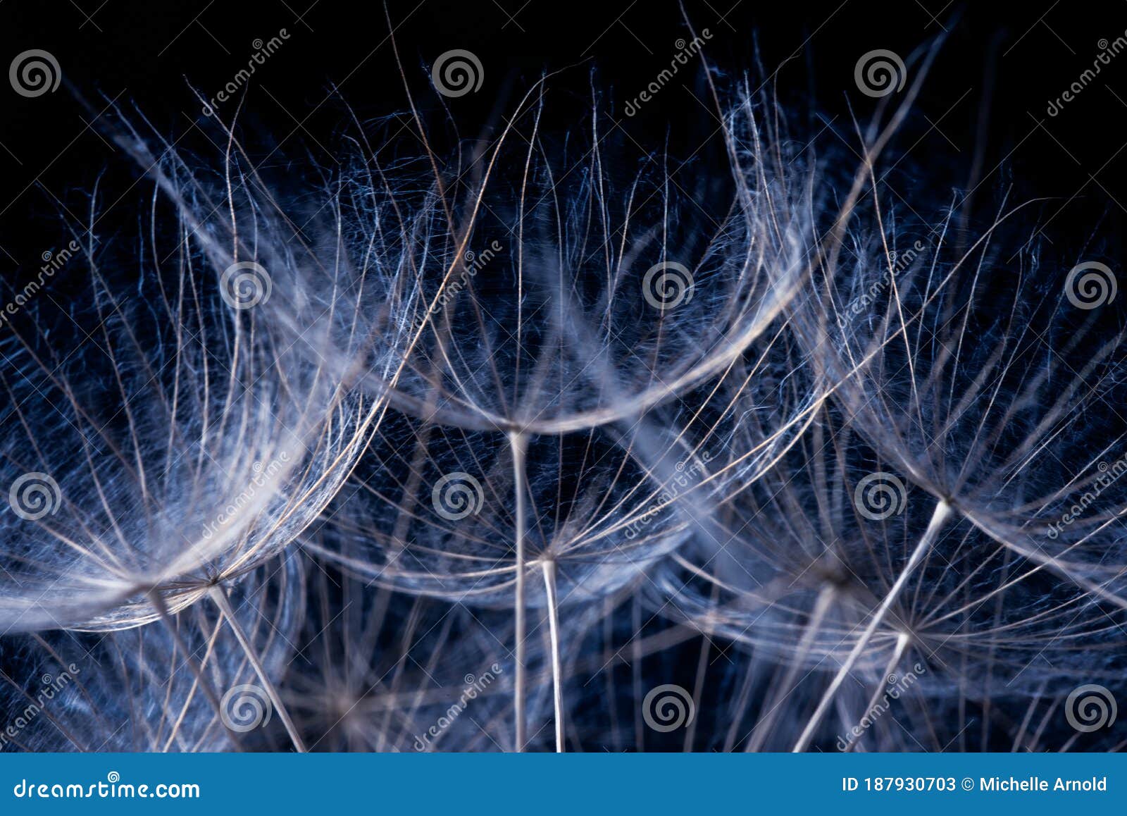 Nature Art - Dandelion Seed Pappus Stock Image - Image of blue ...