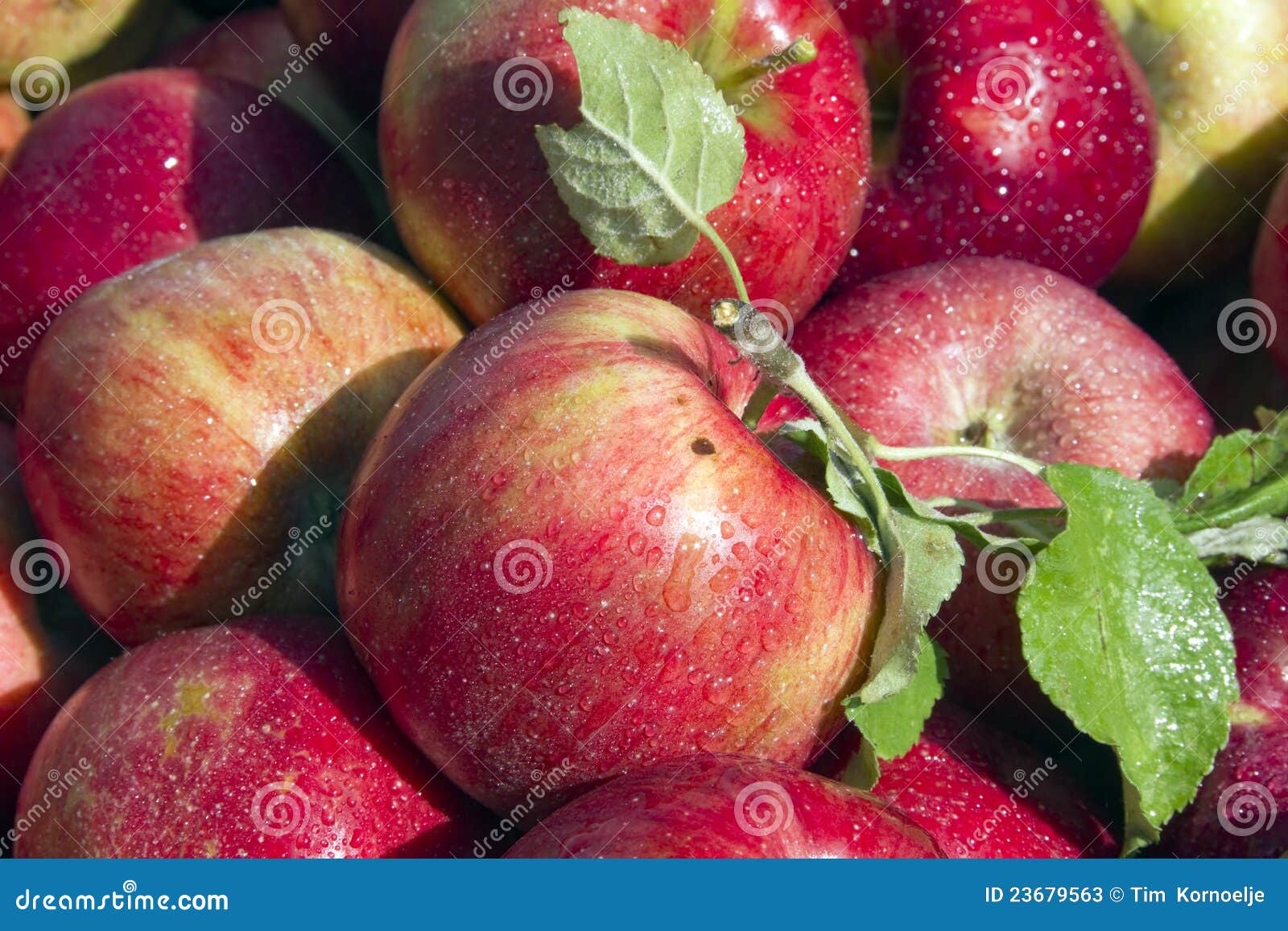 Michigan Apples stock image. Image of orchard, food, michigan - 23679563