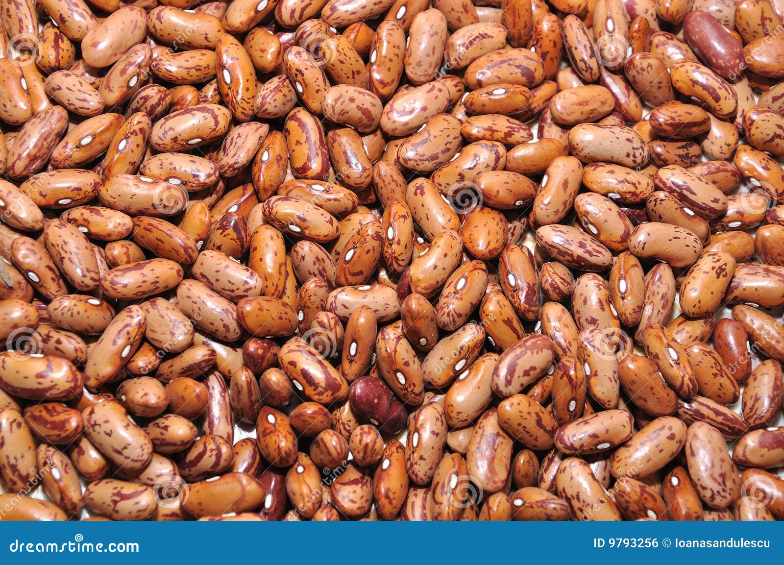 Michigan beans stock photo. Image of diet, kidney, colorful - 9793256