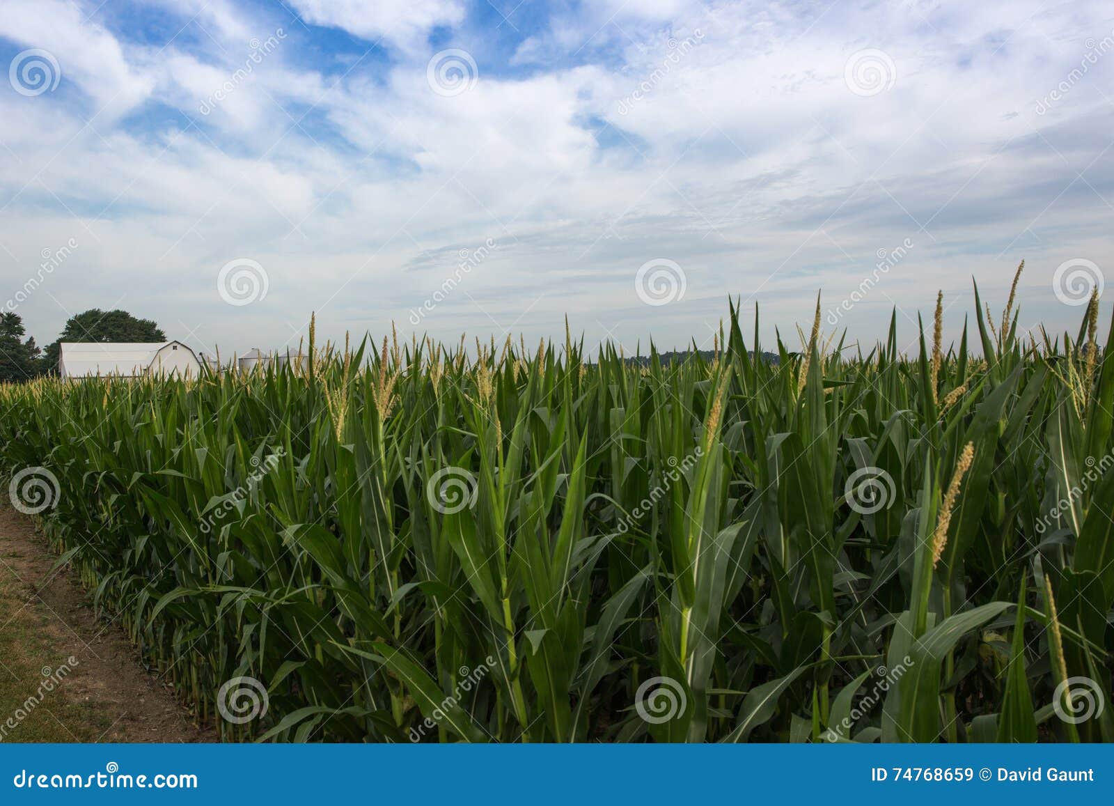 Michigan Corn Field and White Barn Stock Image - Image of clouds ...