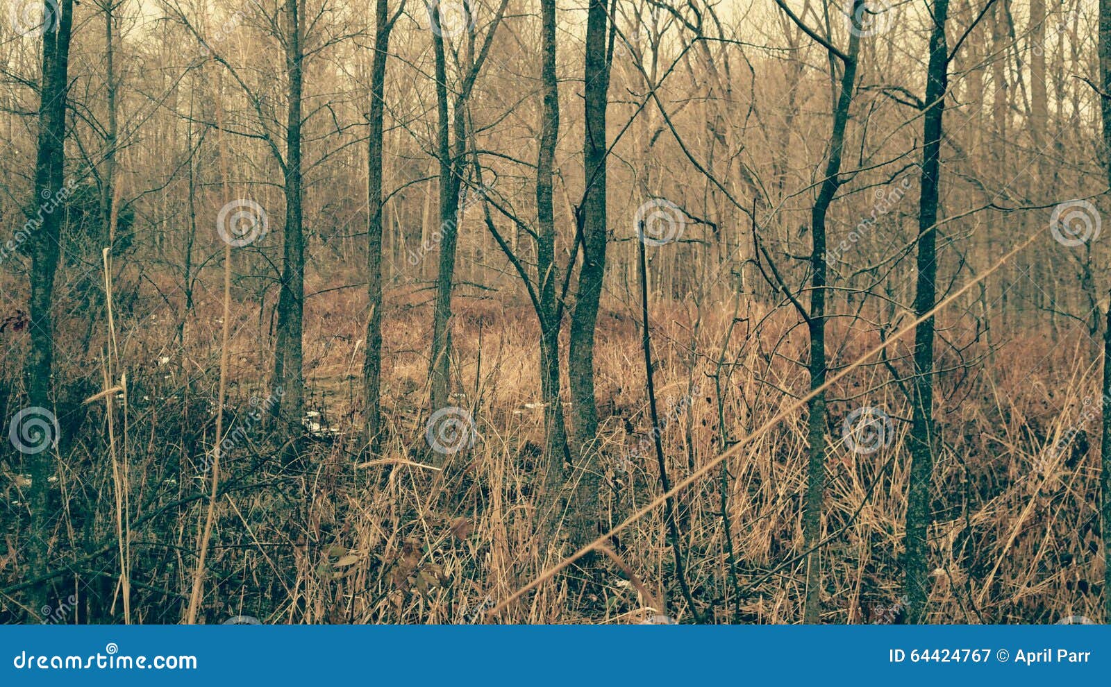 Michigan Hunting Woods Peaceful Stock Image - Image of woods, treeline ...