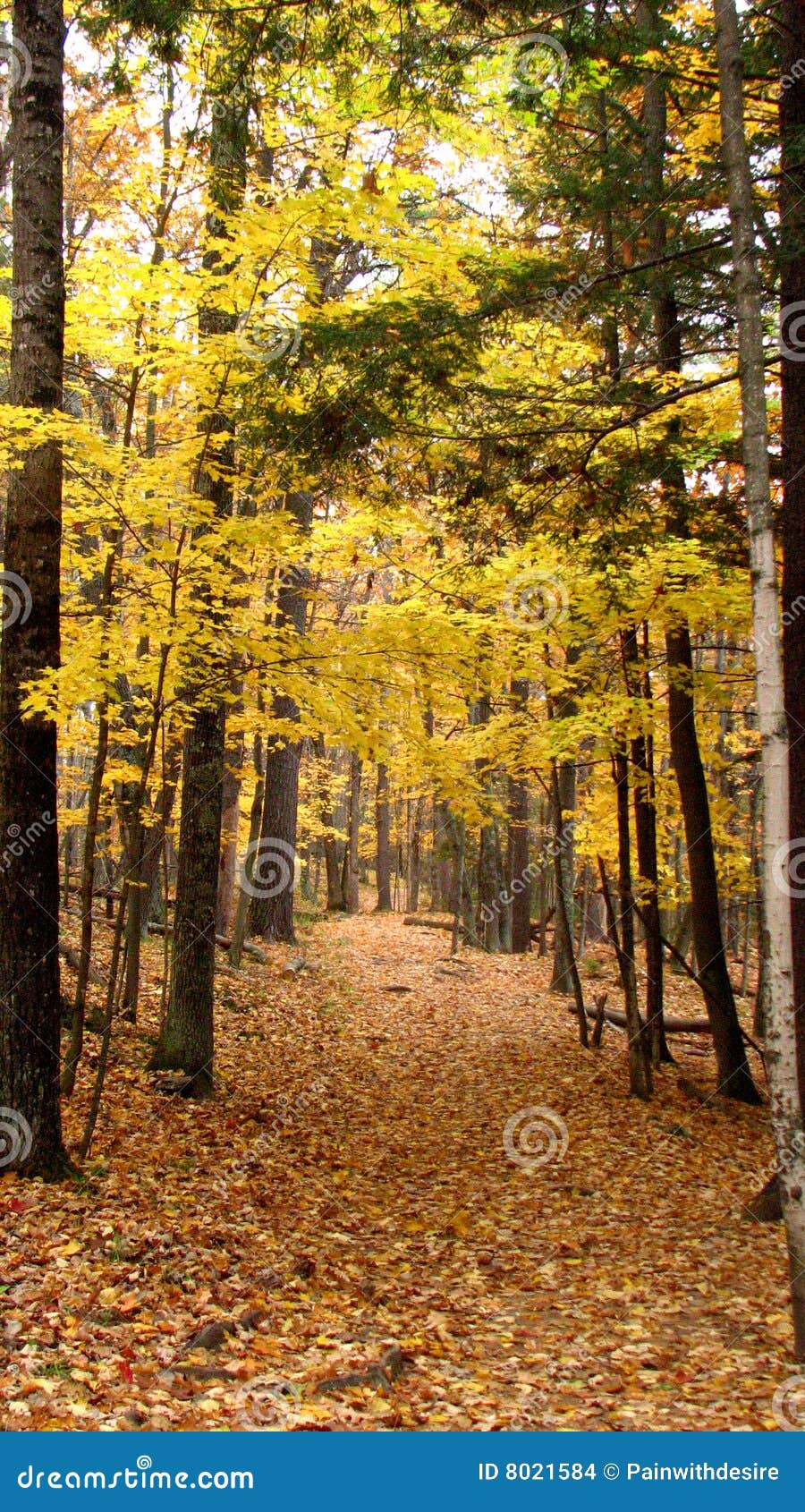 Michigan Woods stock photo. Image of path, tree, autumn - 8021584