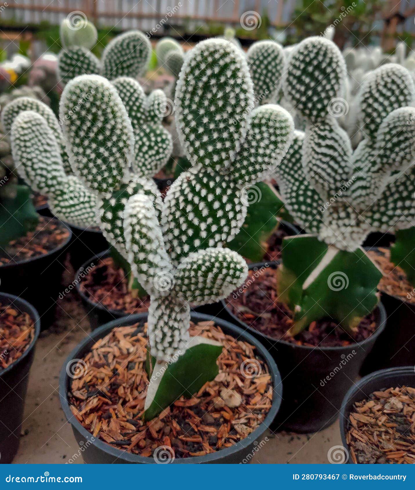 Mickey cactus hybrid stock image. Image of cactus, leaf - 280793467