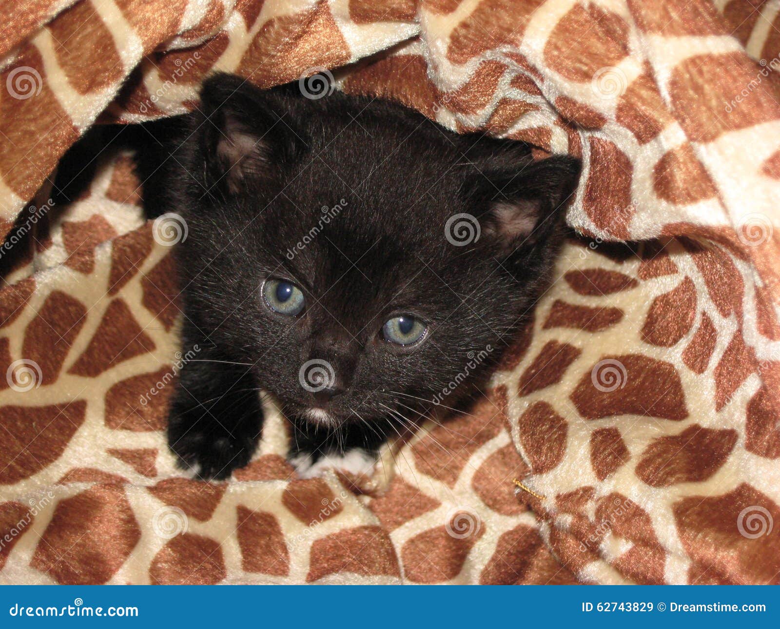 Mickey Cat Stock Photos - Free & Royalty-Free Stock Photos from Dreamstime