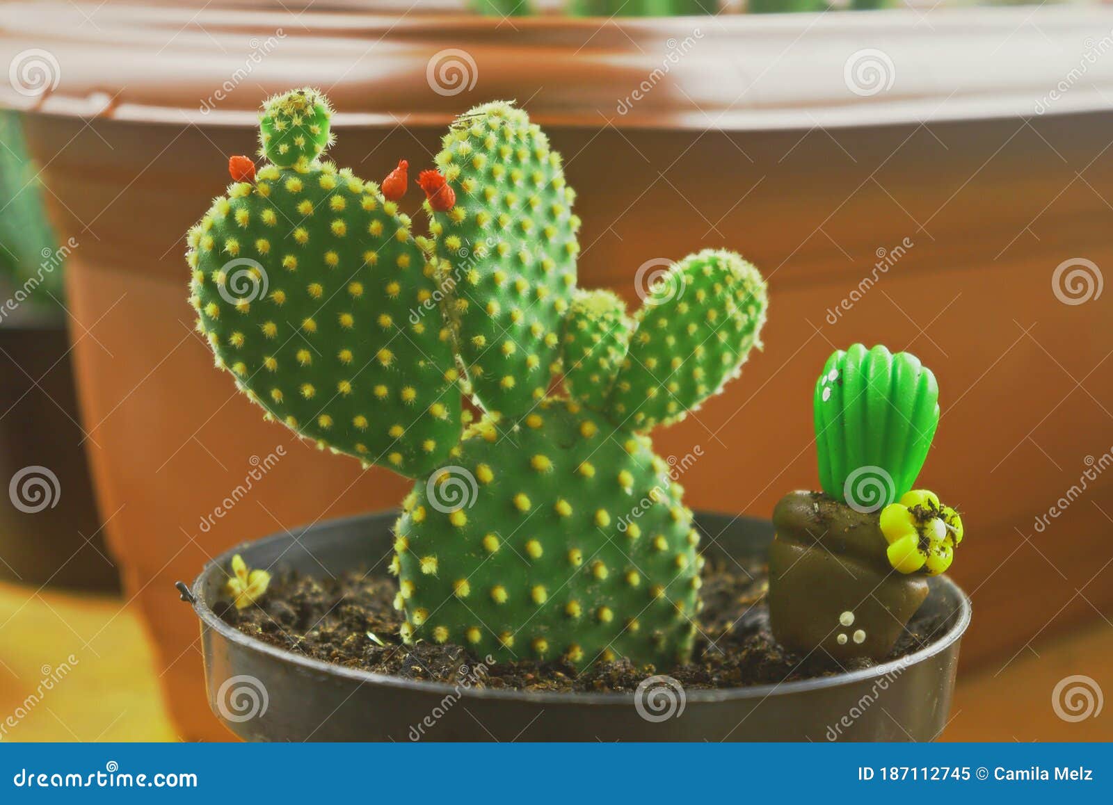Mickey ear cactus, stock image. Image of appearance - 187112745