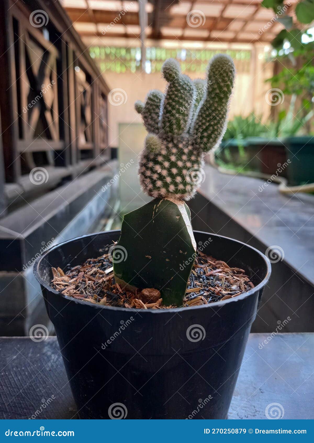 Mickey mouse cactus stock image. Image of green, food - 270250879