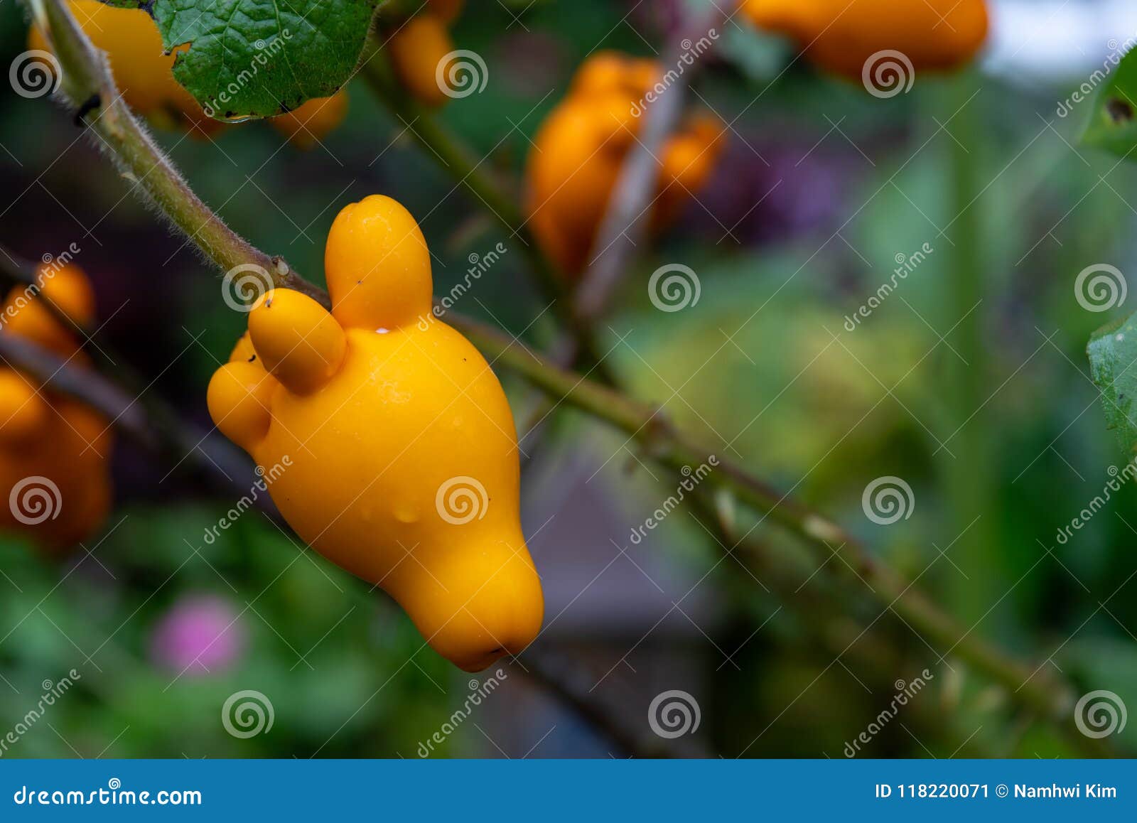 Mickey mouse flower stock image. Image of pretty, mouse - 118220071