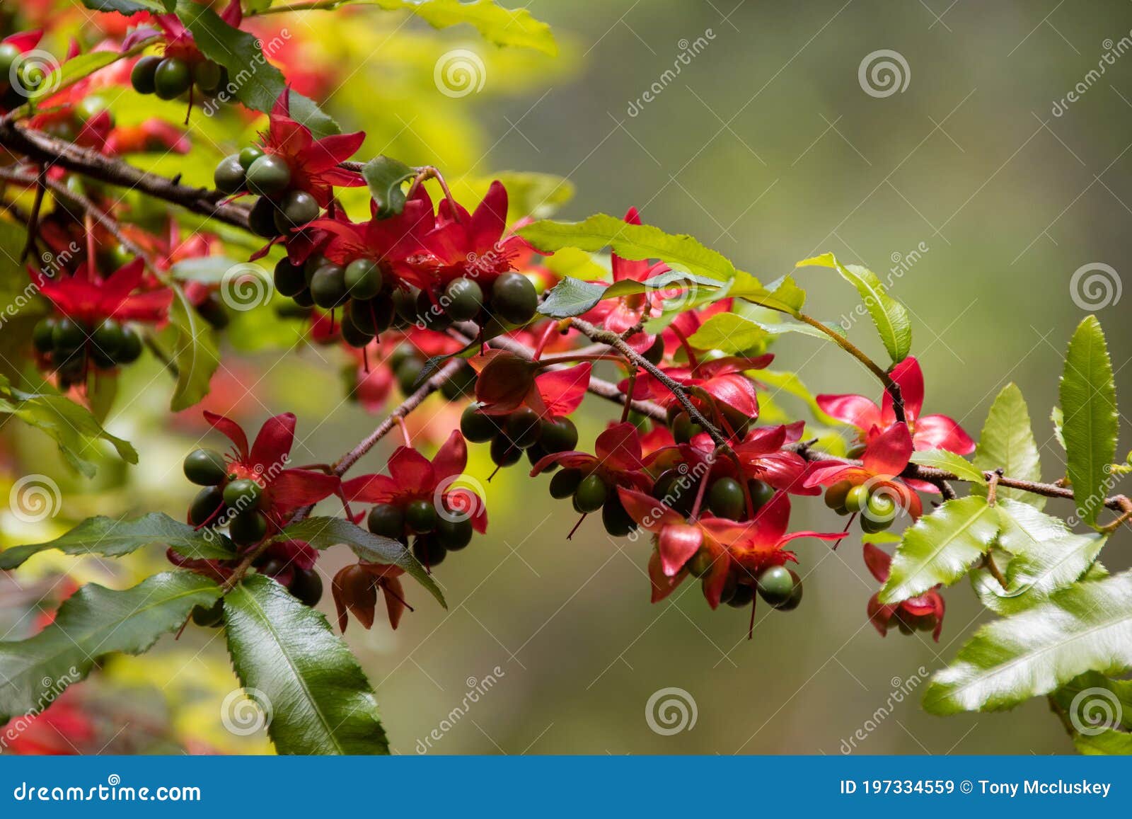 Mickey Mouse Plant stock image. Image of fresh, decoration - 197334559
