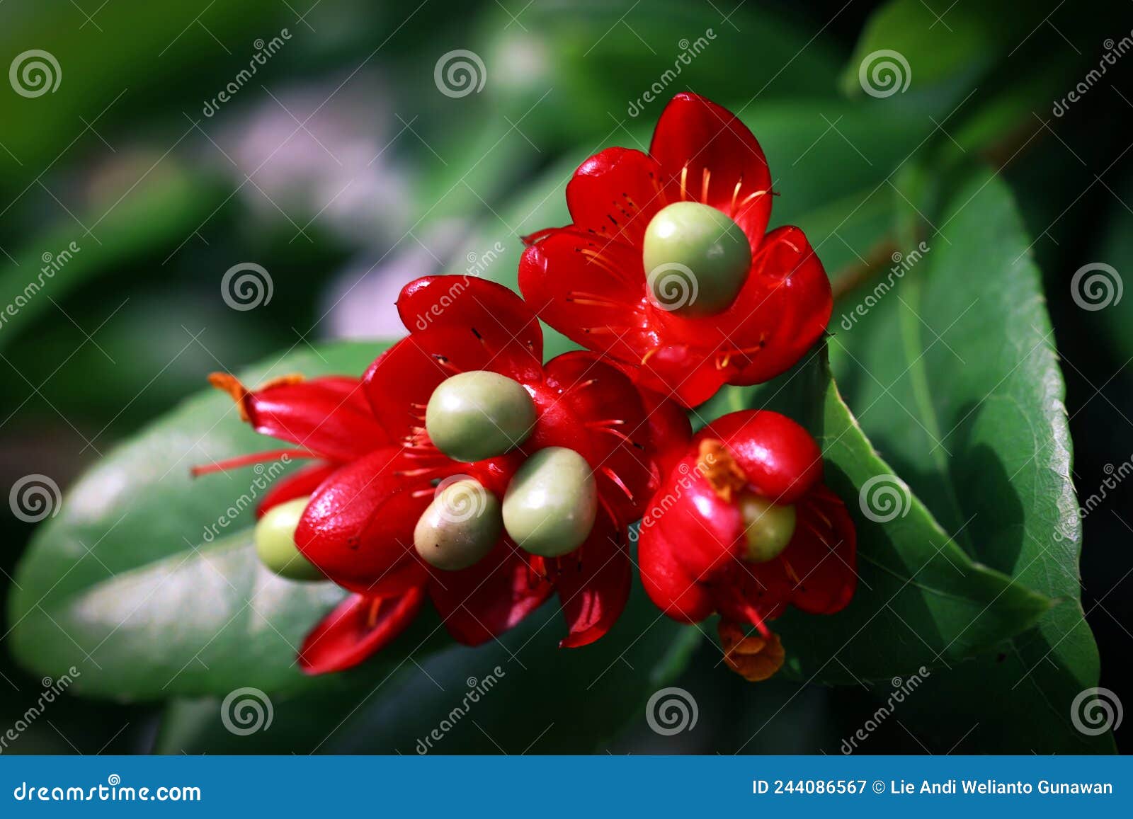 Mickey Mouse Plant Flowers and Fruits Stock Image - Image of shrub ...