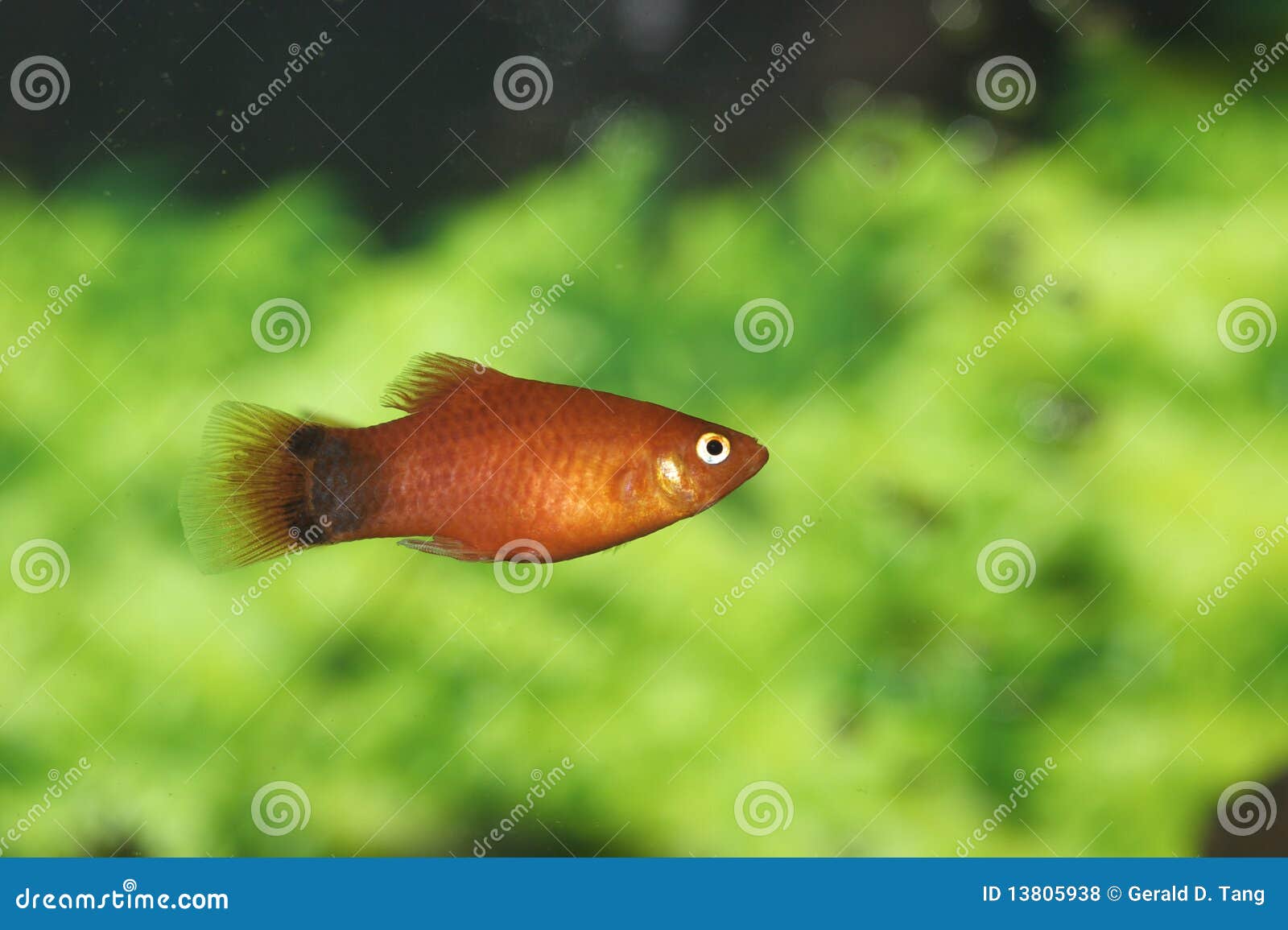 Mouse In Swimming Pool Rescue Stock Image | CartoonDealer.com #88670089