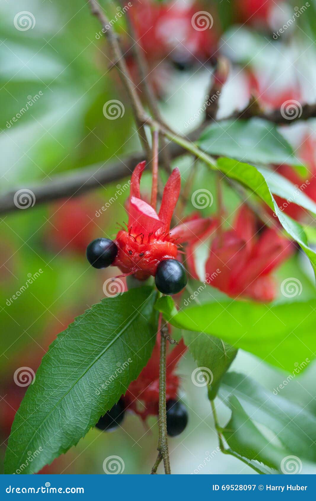 Mickey Mouse Tree, Ochnaceae Stock Image - Image of plant, ochnaceae ...