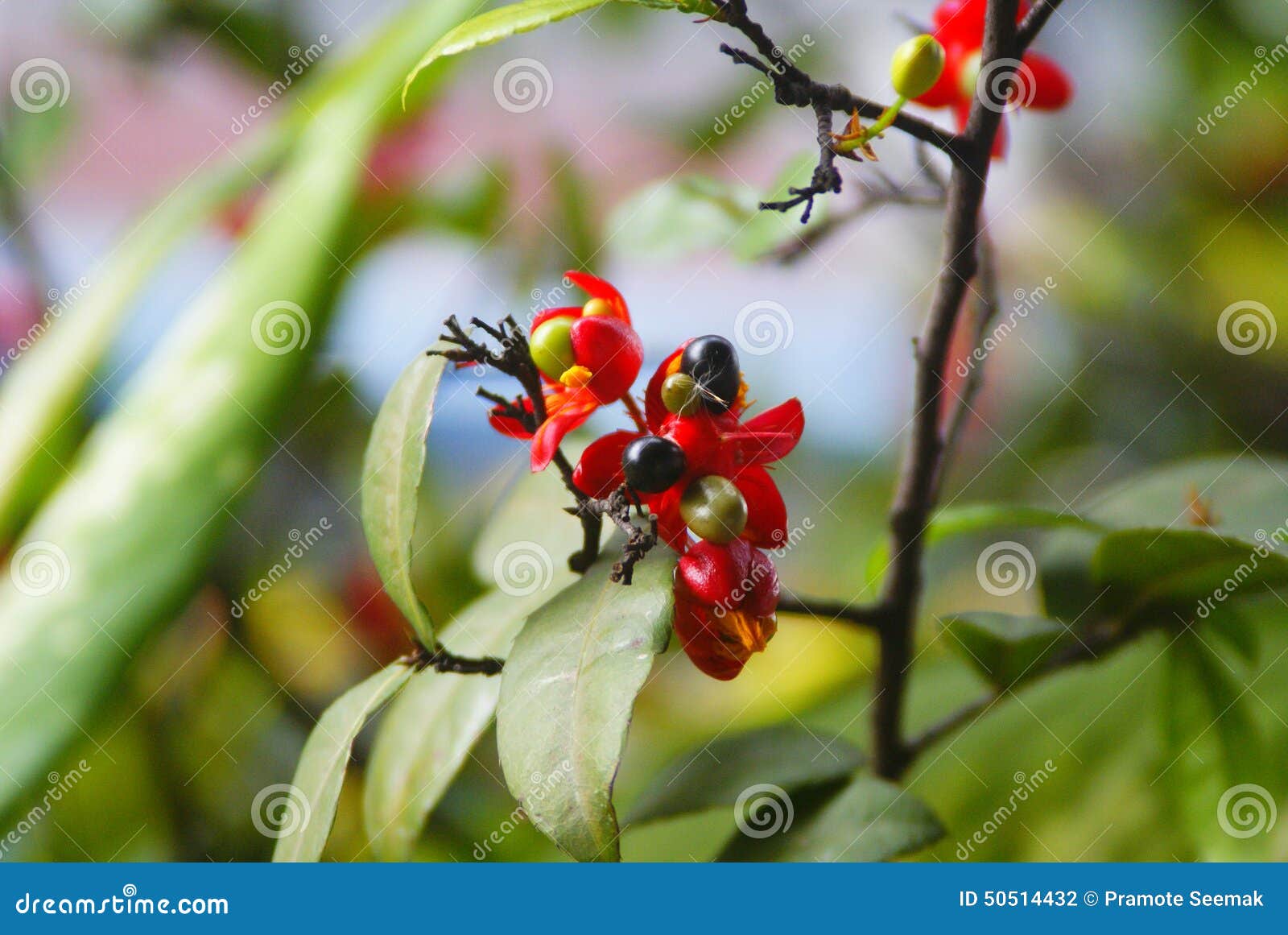 The Mickey Mouse Tree, Thai Plants Stock Photo - Image of endangered ...