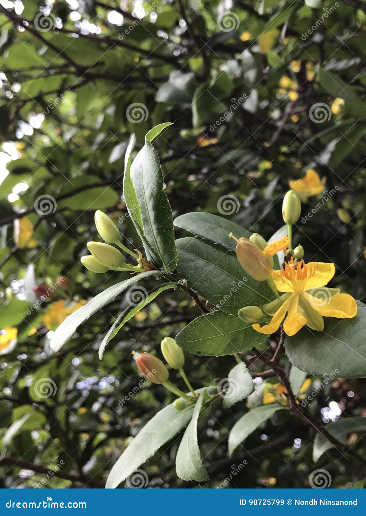 Mickey Mouse tree stock image. Image of tree, yellow - 90725799