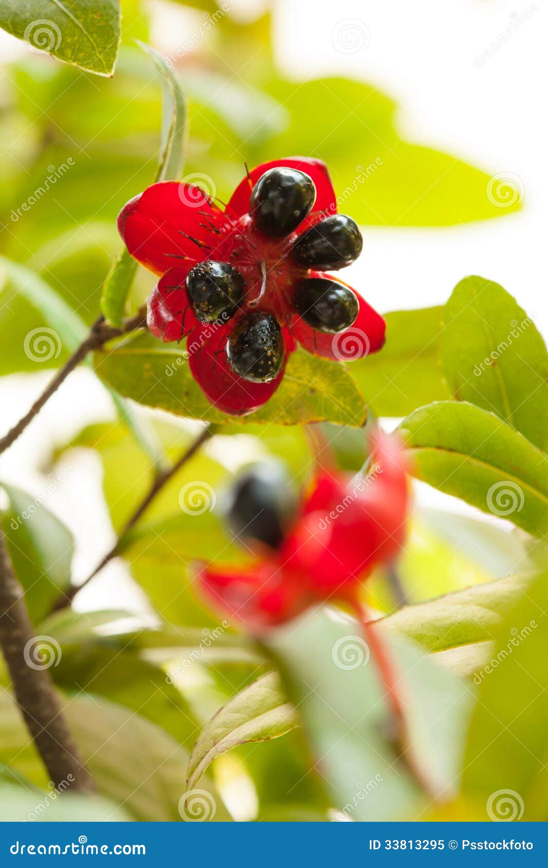 Micky mouse flower stock image. Image of nature, tropical - 33813295