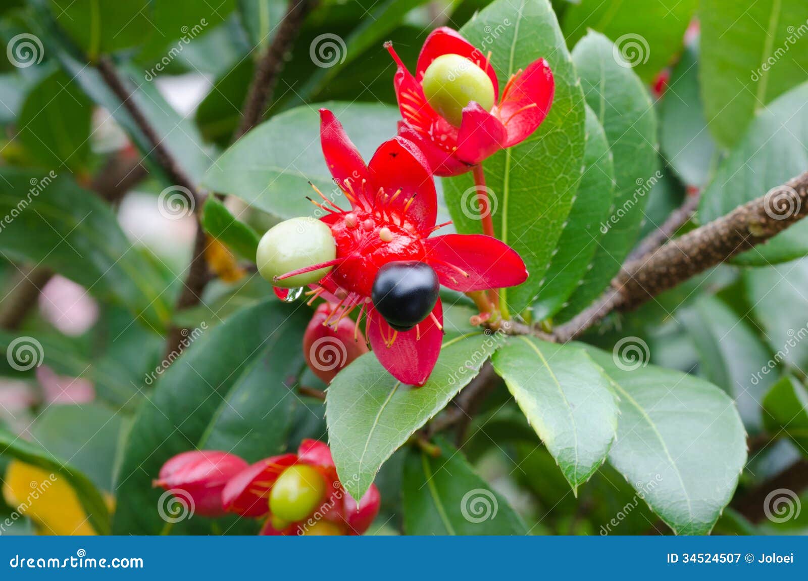 Micky mouse flower stock image. Image of botanical, flower - 34524507