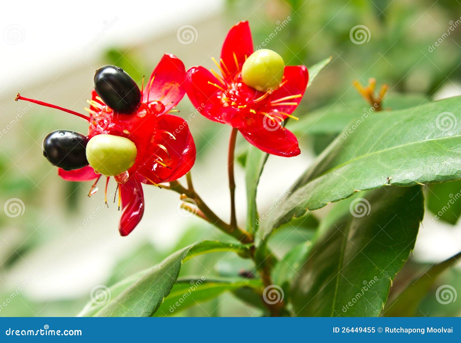 Micky mouse flower plant stock image. Image of petal - 26449455