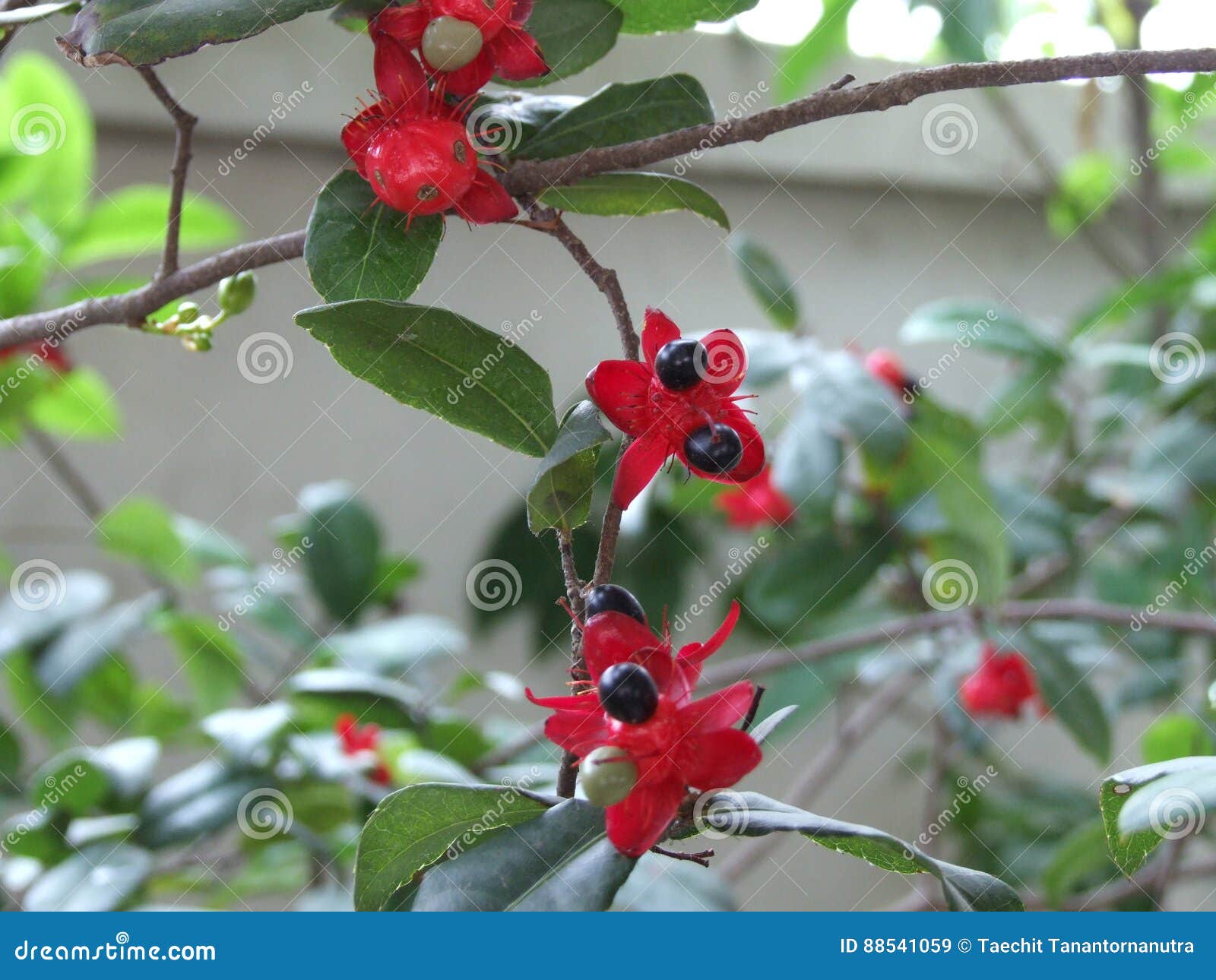 Micky mouse plant stock image. Image of botany, beautiful - 88541059