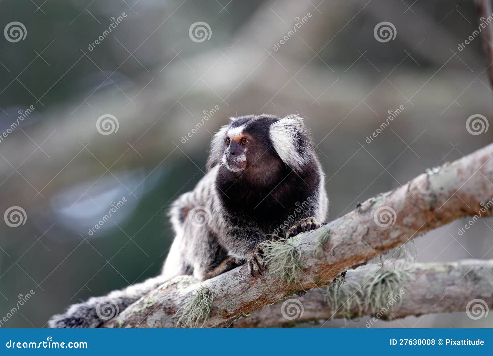 Mico sagui monkey stock photo. Image of sagui, blackpencilled - 27630008