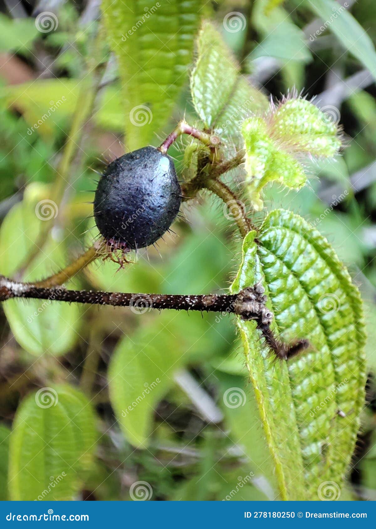 Miconia Crenata Spike Fruit Stock Photo - Image of spike, miconia ...