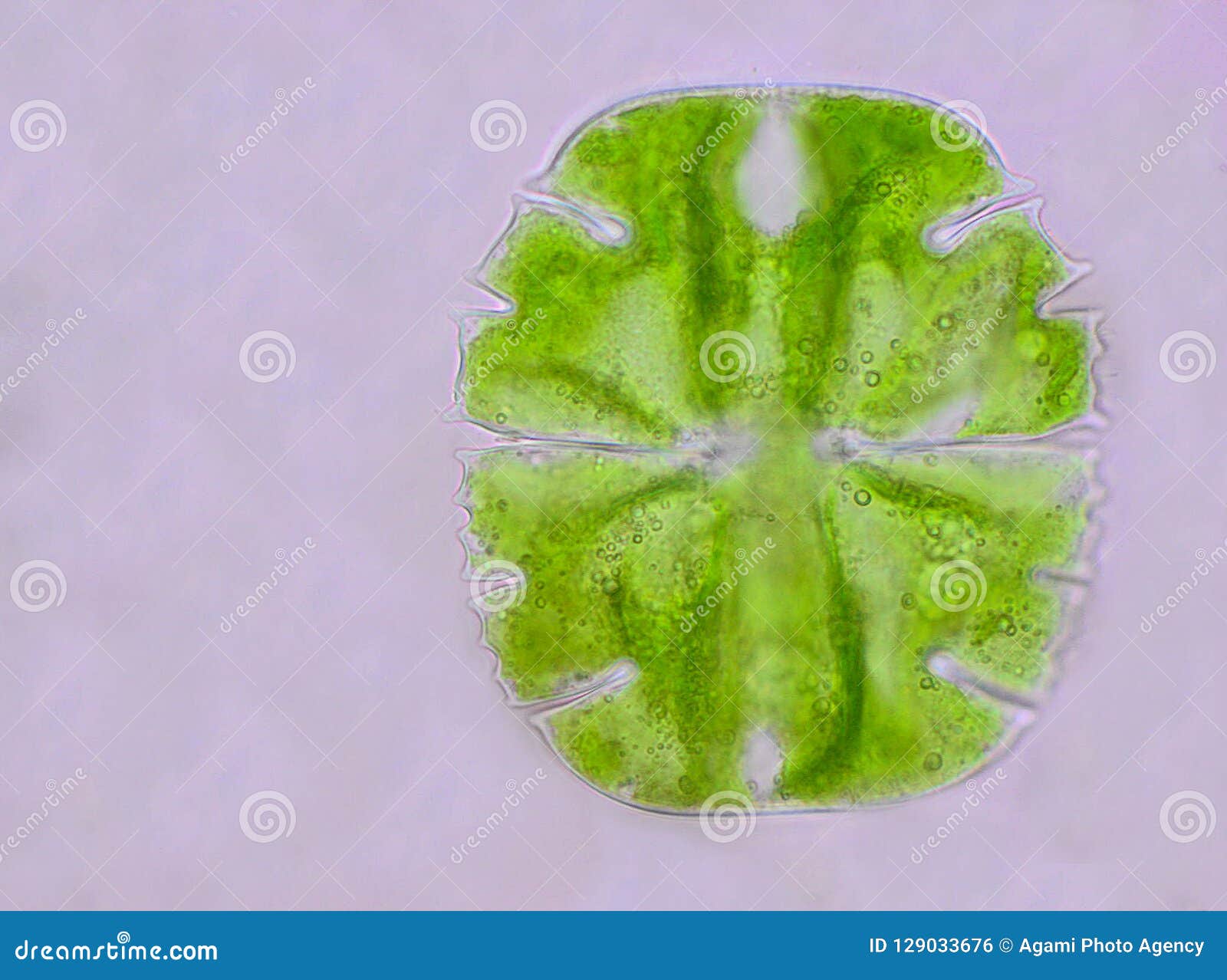 Desmids Under Microscope