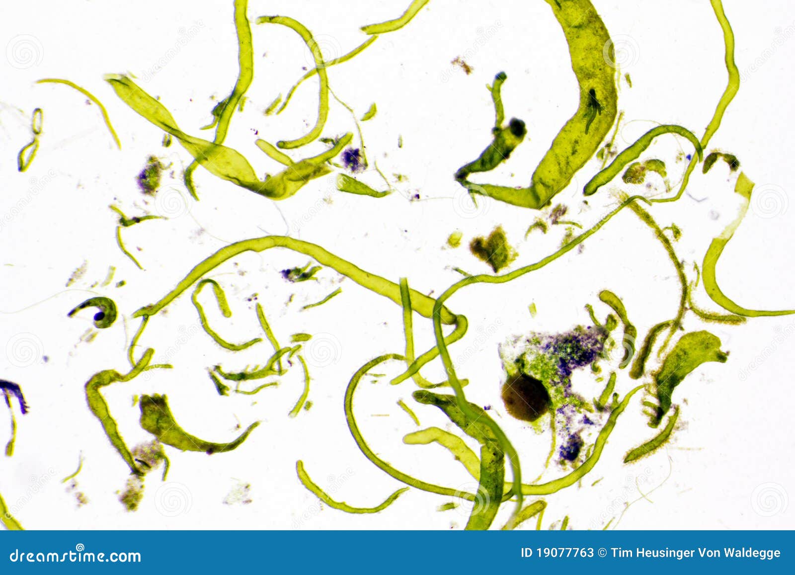 Micro-algues marines image stock. Image du micro, science - 19077763