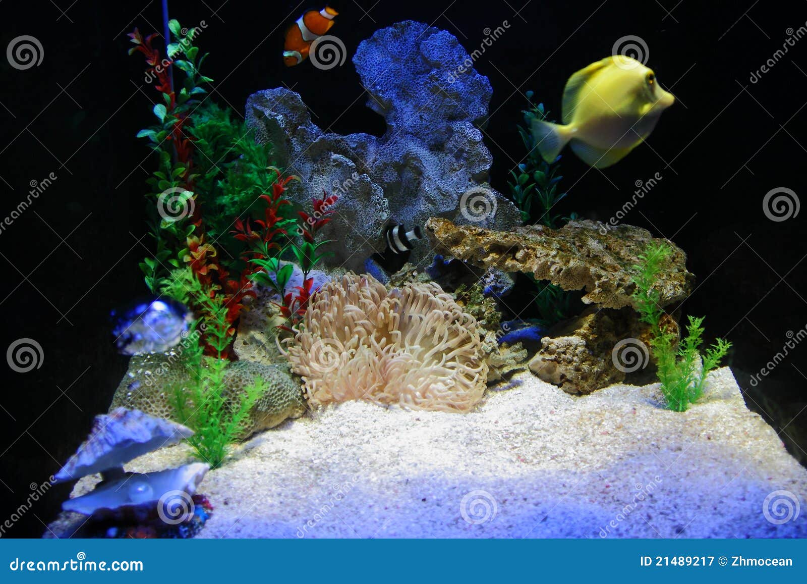 Micro-aquarium stock image. Image of biology, glass, macro - 21489217