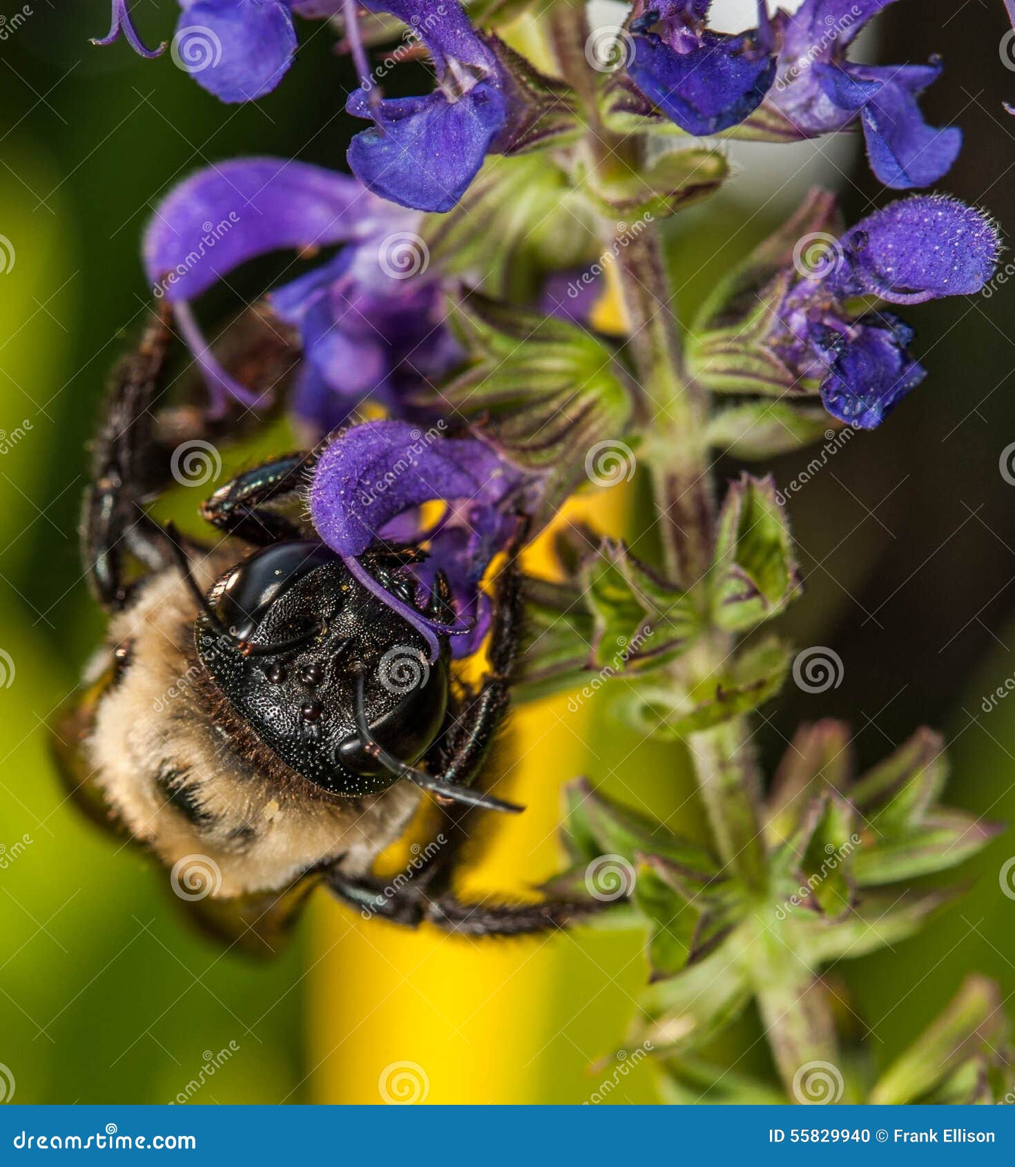Micro bee stock photo. Image of pollen, green, flower - 55829940