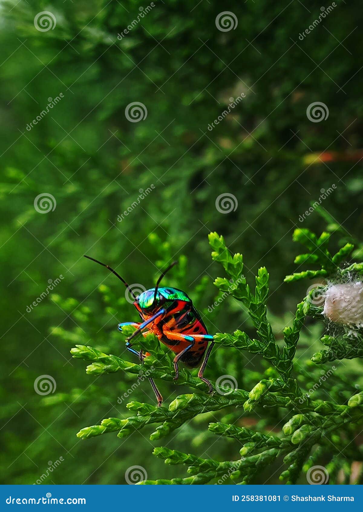 Micro beetle closeup shot stock image. Image of insects - 258381081