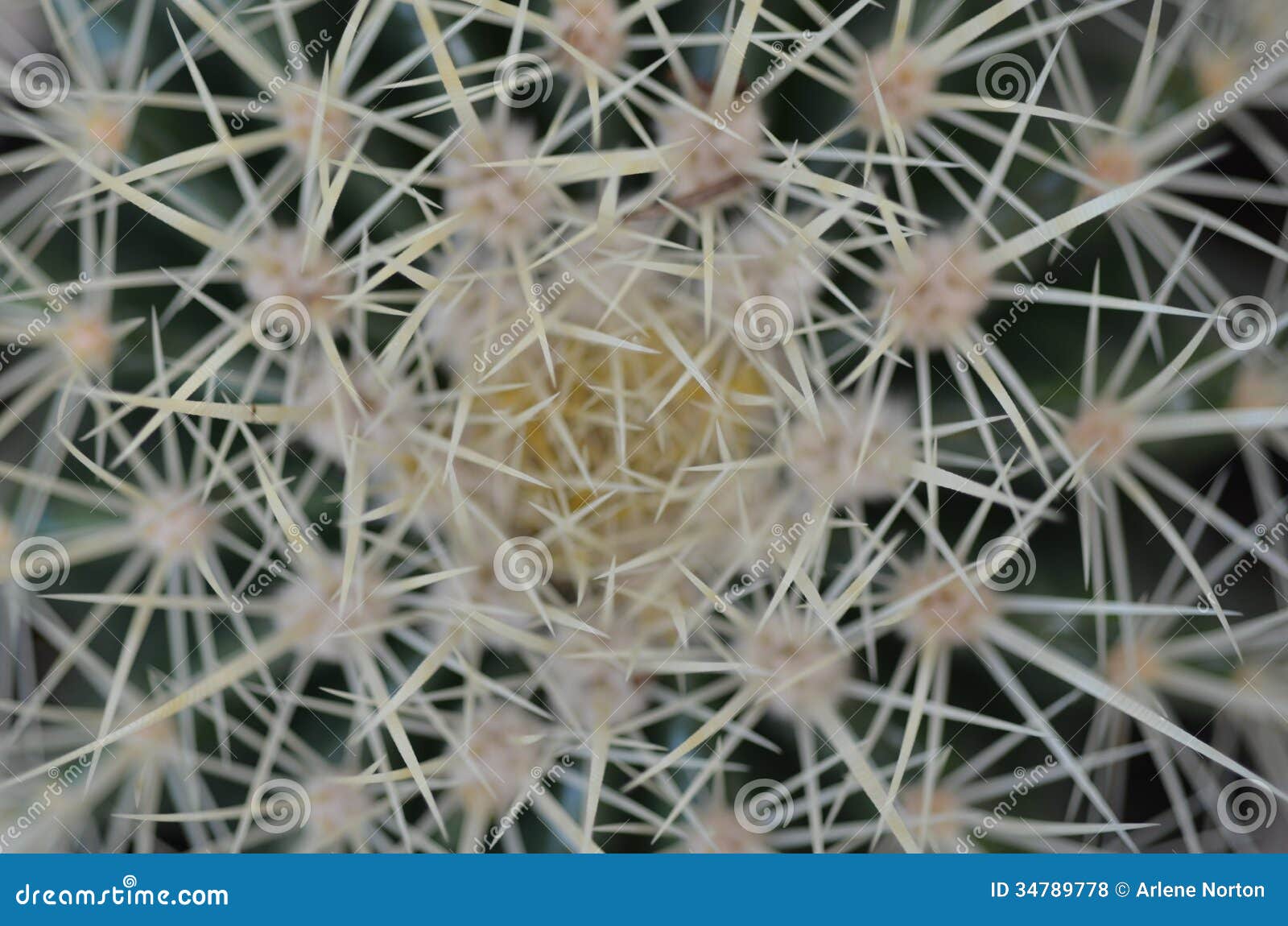 Micro Cactus Needles stock photo. Image of sharp, desert - 34789778