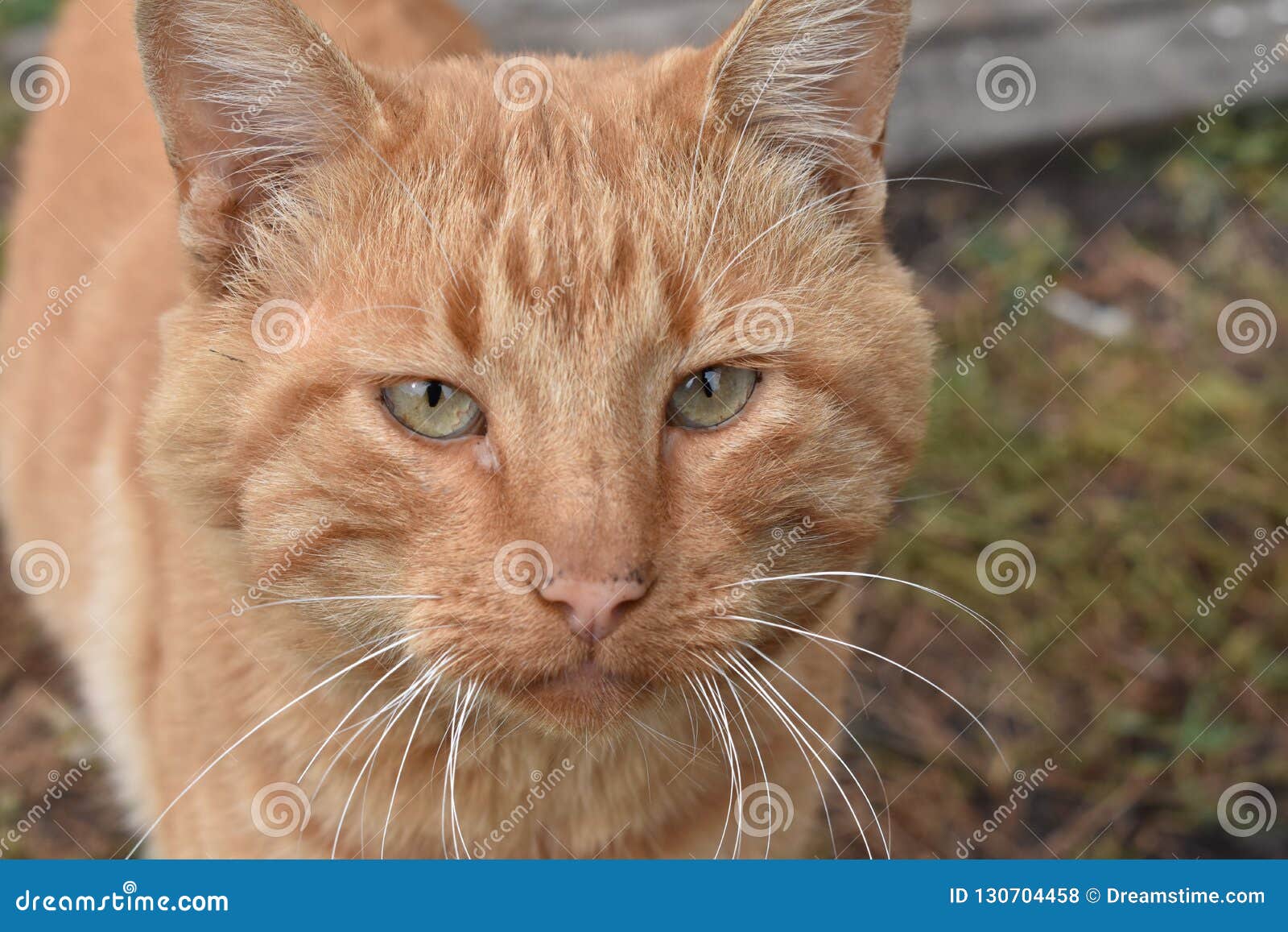 Micro cat stock photo. Image of caty, cats, micro, nicon - 130704458