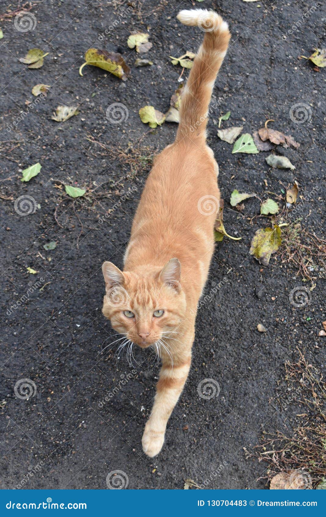 Micro cat stock image. Image of micro, caty, nicon, katty - 130704483