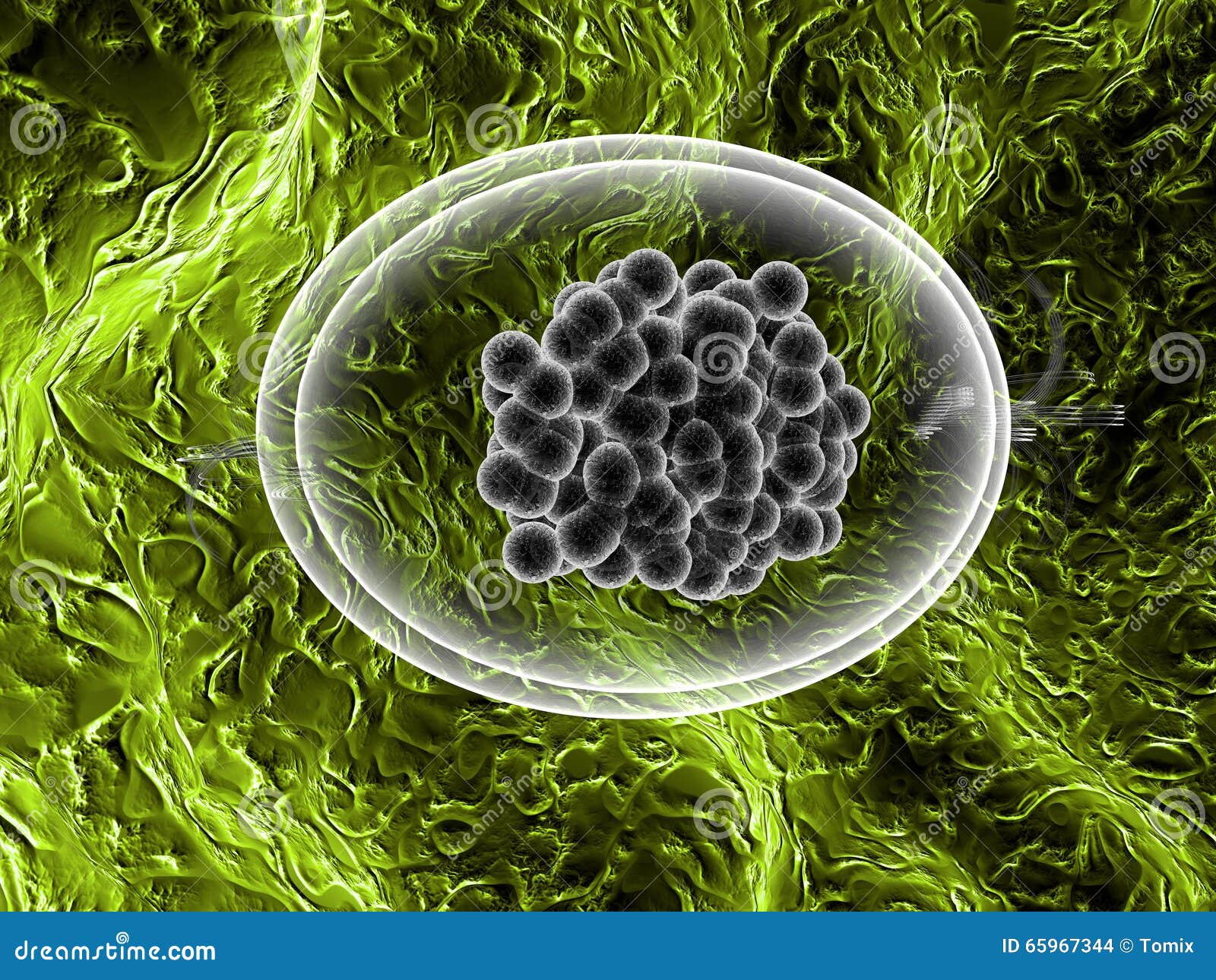 A Micro Cell Division Process Stock Illustration | CartoonDealer.com ...