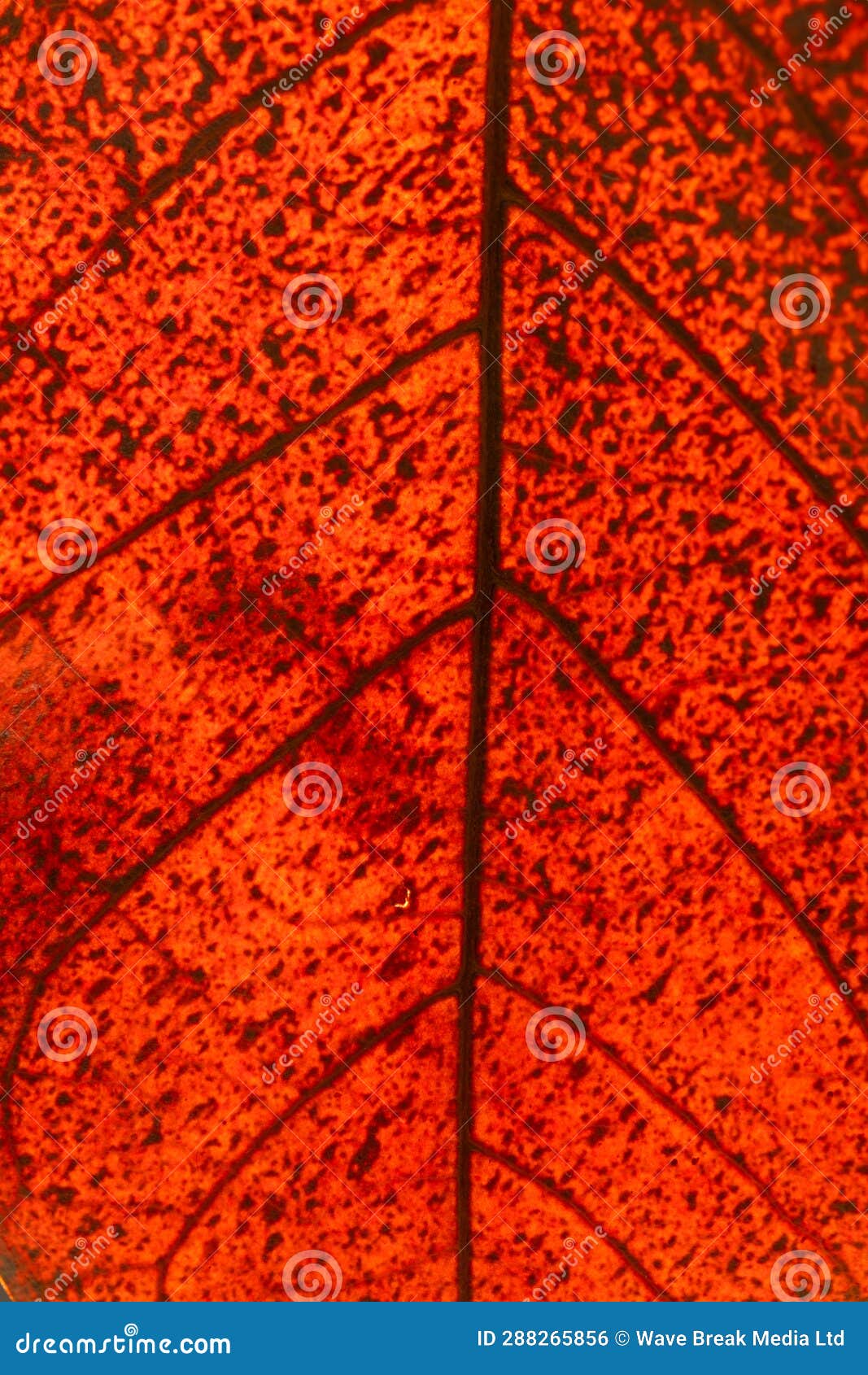 Micro Close Up of Red Leaf and Copy Space Stock Photo - Image of ...