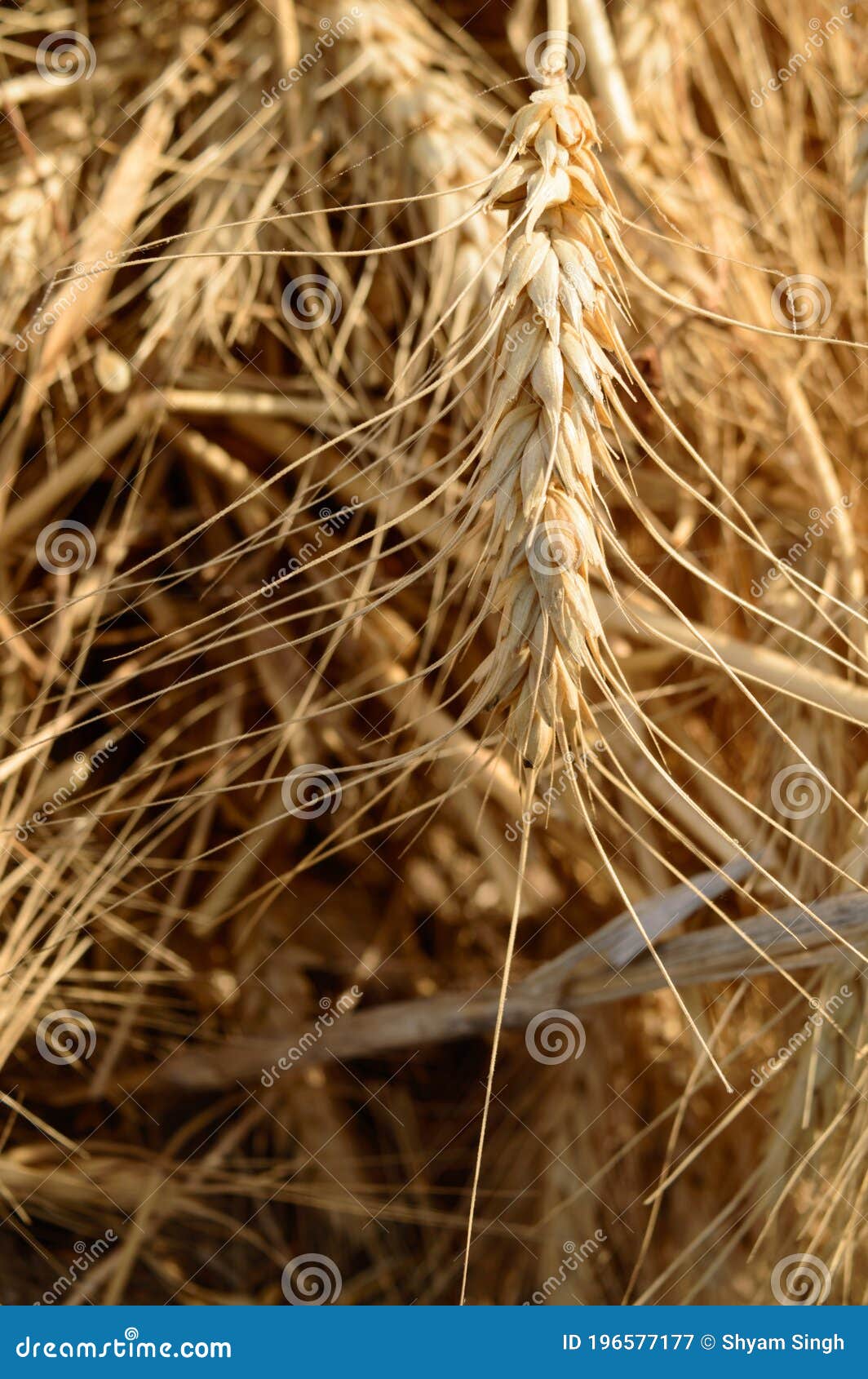 Micro Closeup Of Beautiful And Fresh Red Flower Royalty-Free Stock ...